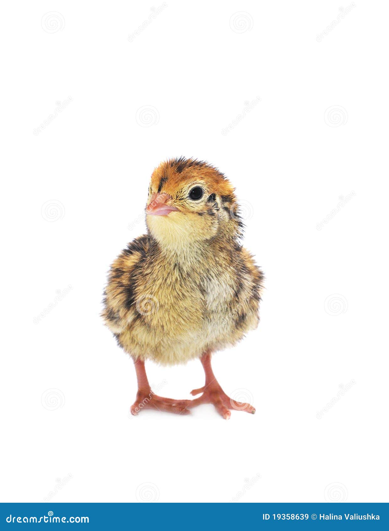 Une petite caille image stock. Image du gentil, pelucheux - 19358639