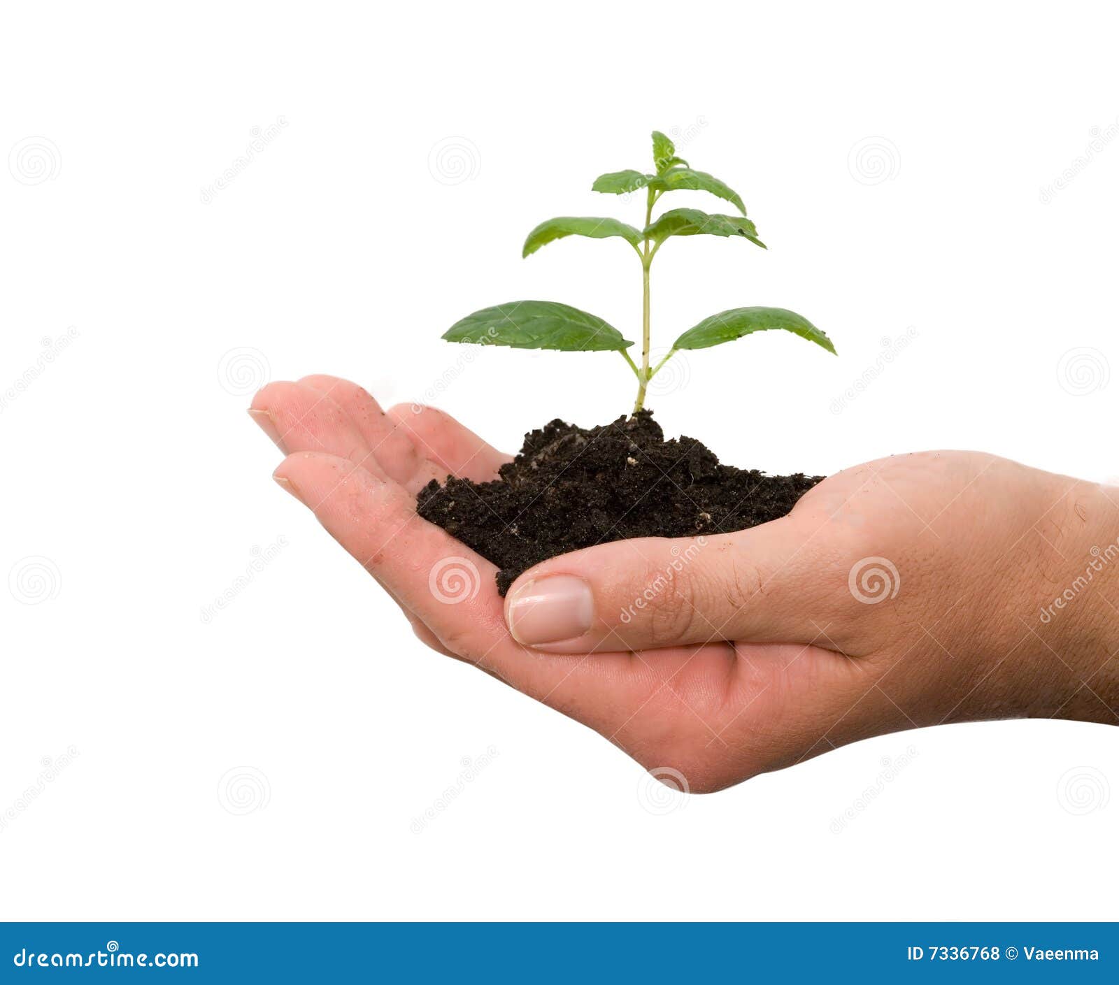 Une pousse dans des paumes photo stock. Image du empreinte - 7336768