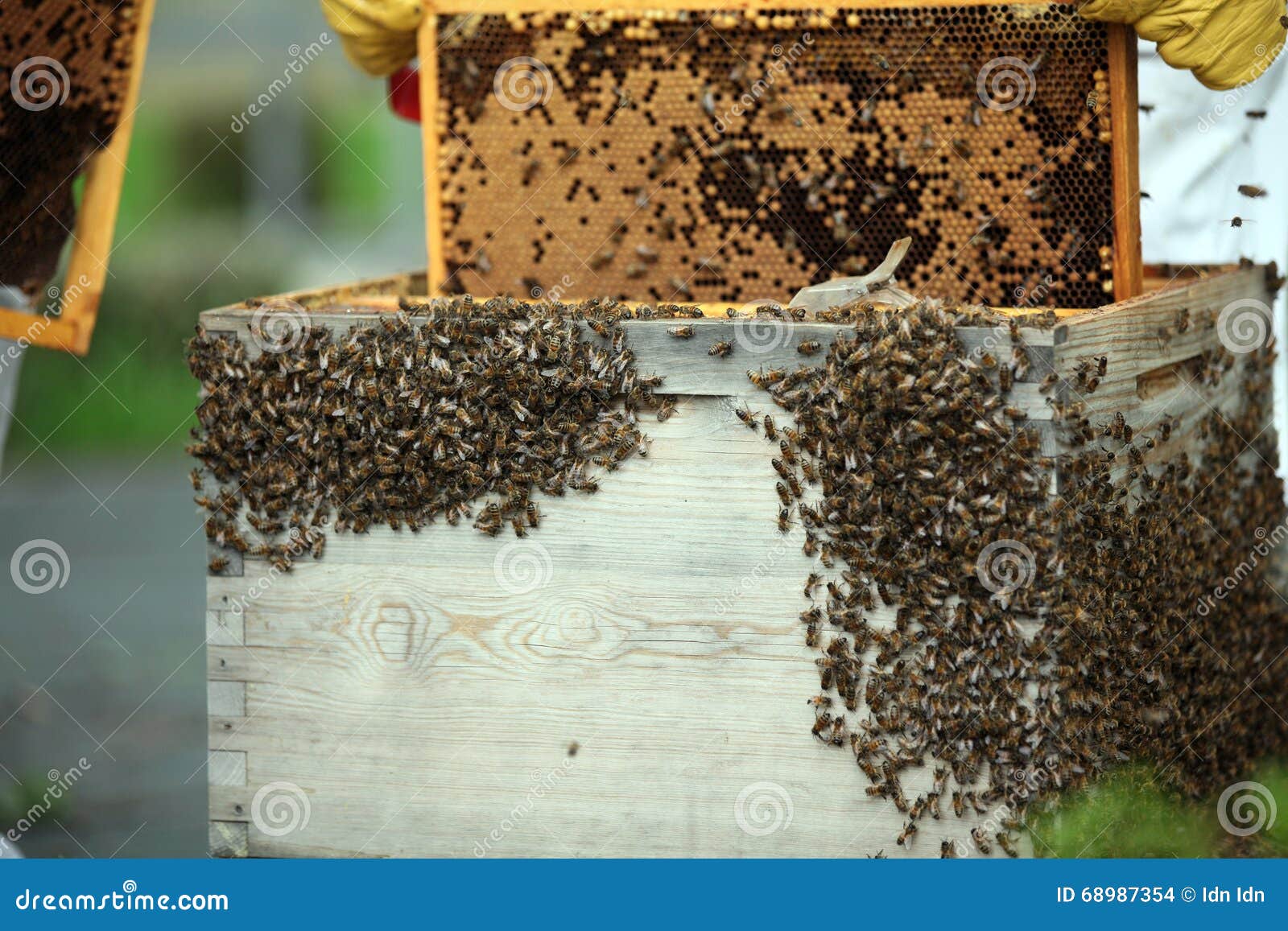 Une ruche photo stock. Image du environnement, pollinisation - 68987354