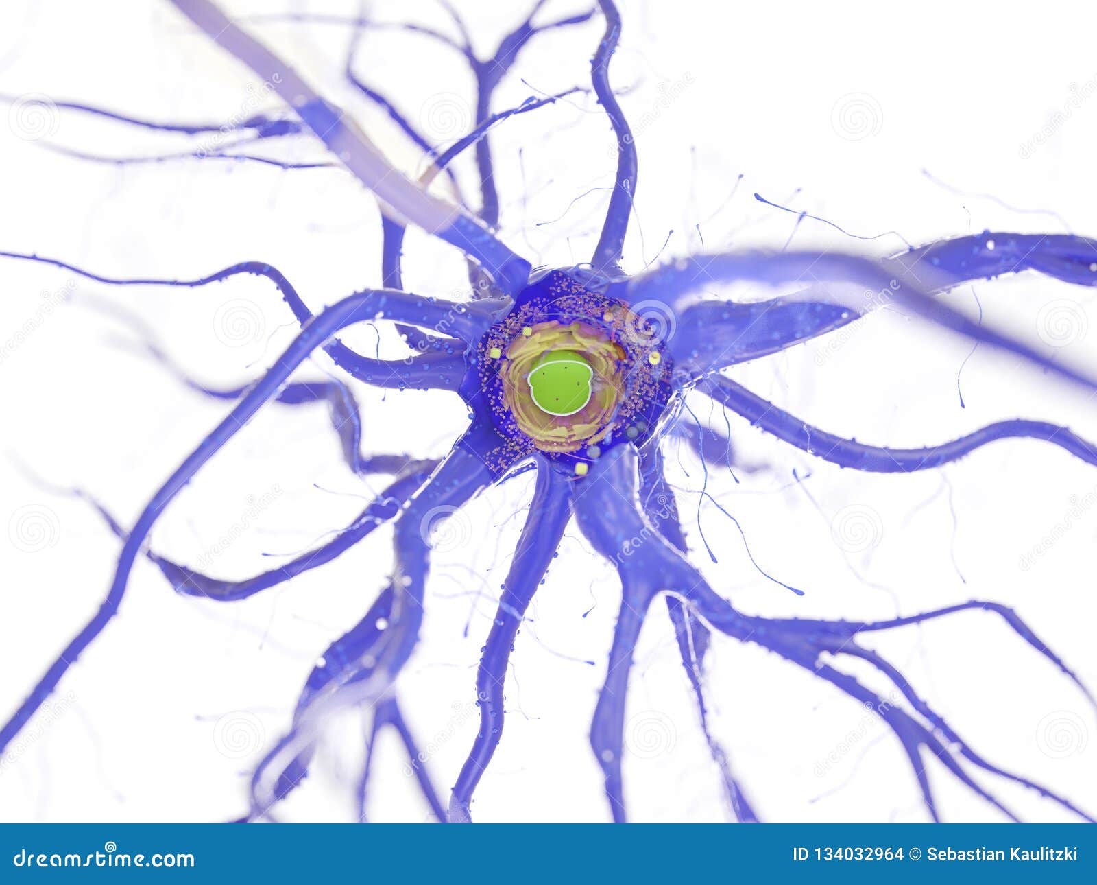 Une Section Transversale De Cellule Nerveuse Illustration Stock ...