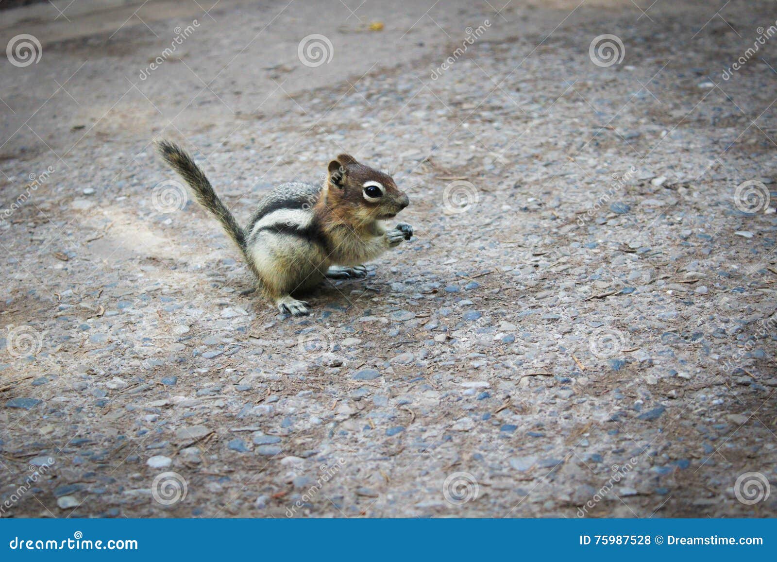 Une tamia amicale photo stock. Image du rongeur, tamia - 75987528