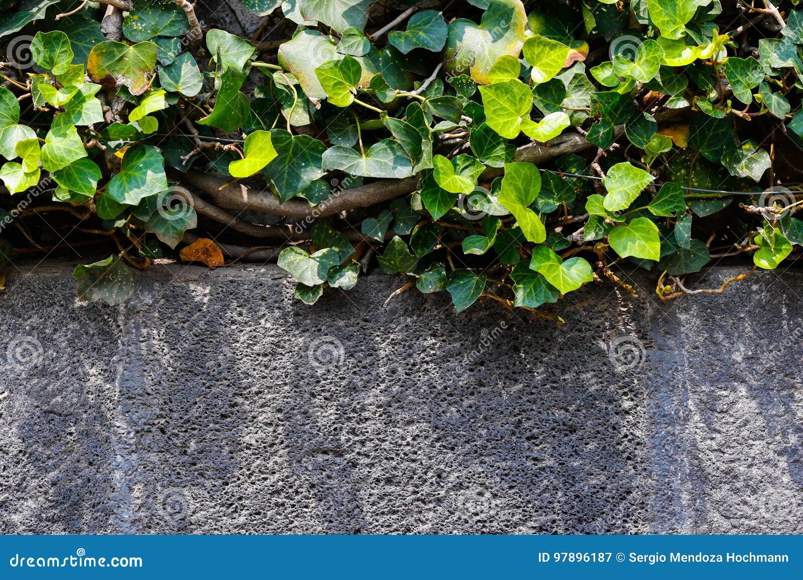 Une Texture De Lierre Et De Mur En Pierre Image stock - Image du fond ...