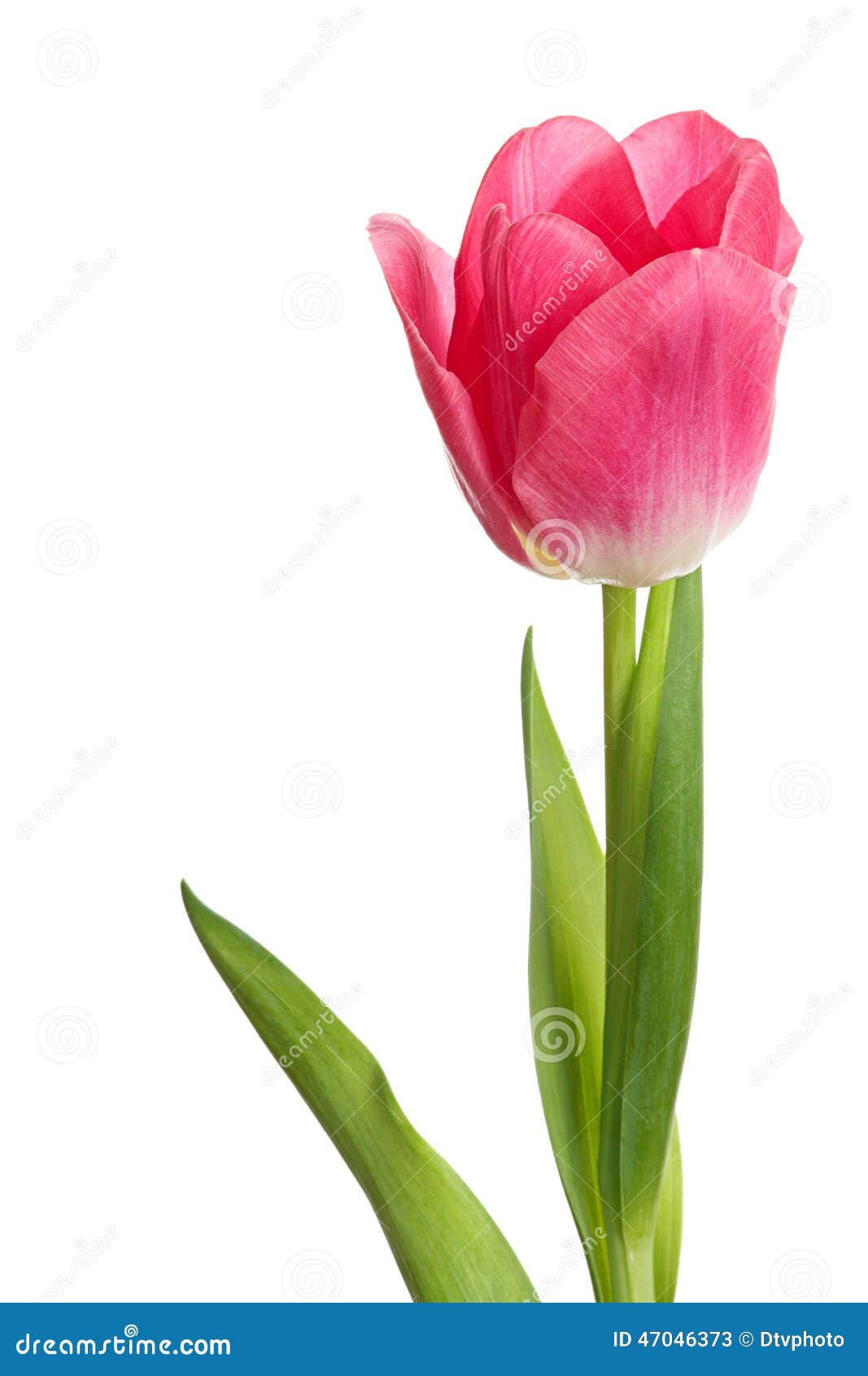 Une tulipe rose image stock. Image du carte, floral, feuillage - 47046373