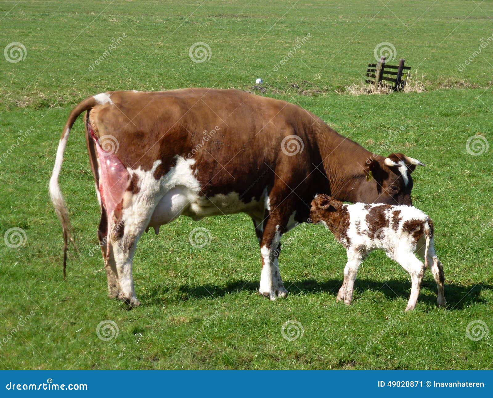 Une Vache Avec Un Veau Soutenu Juste Image stock - Image du pré, mère ...