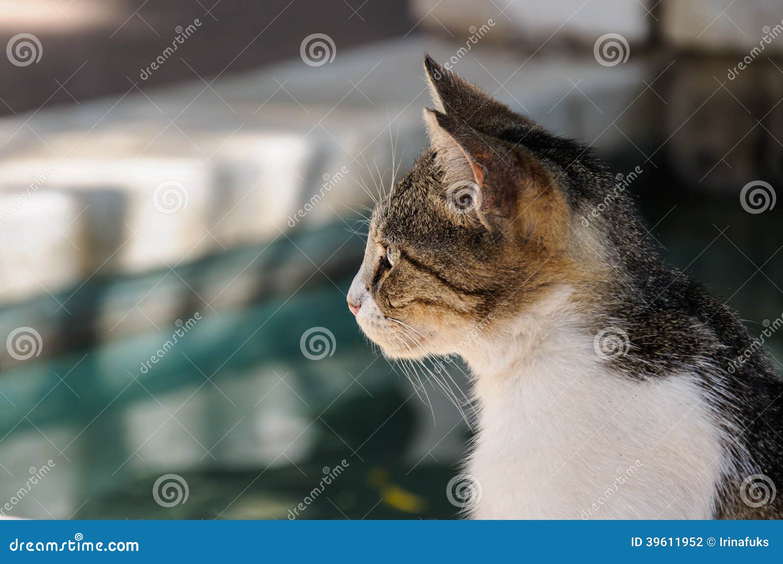 Une Vue De Profil D'un Chat Photo stock - Image du tête, ronronnement ...