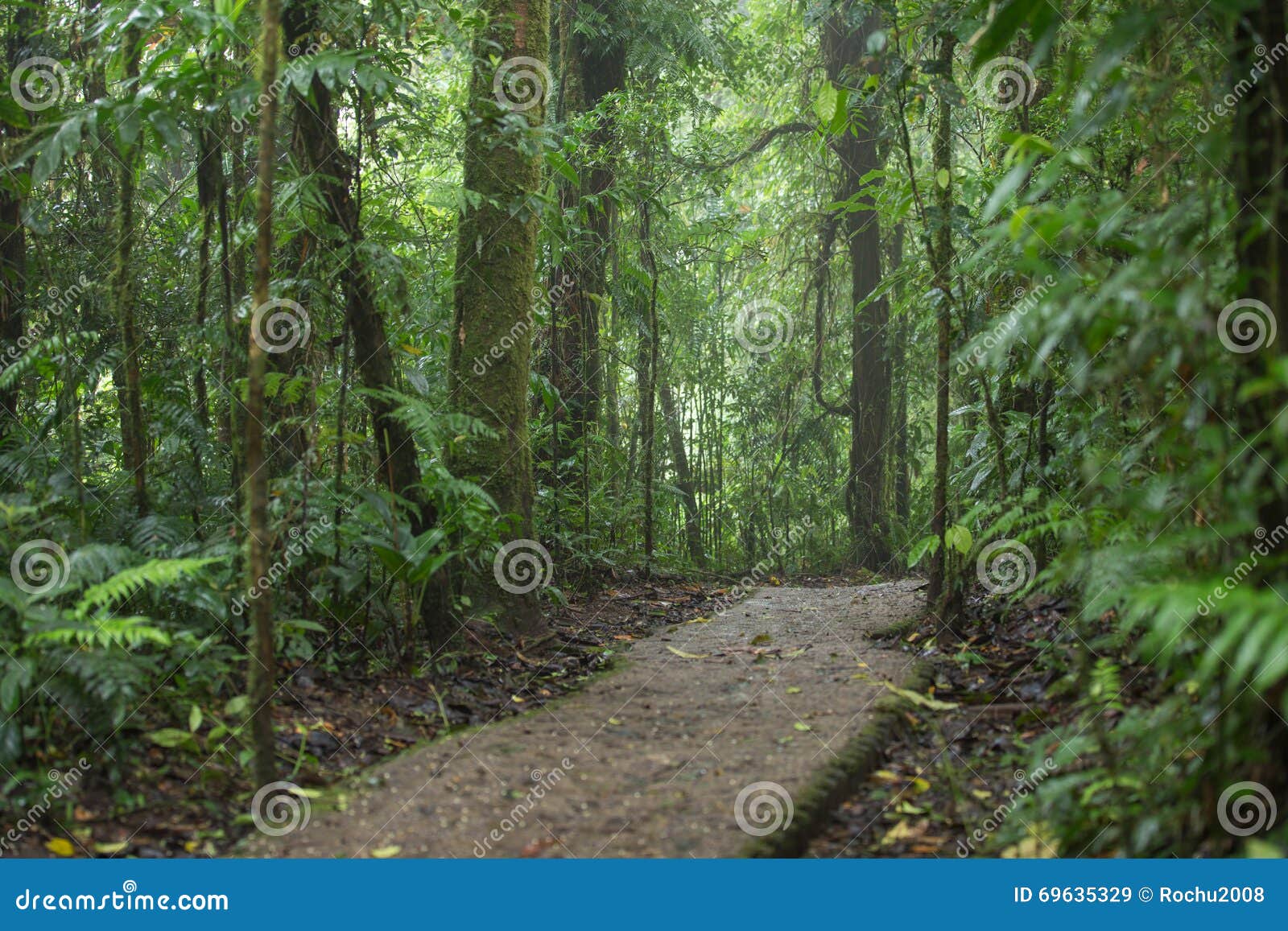 Une Vue Scénique De La Jungle Amazonienne Image stock - Image du ...