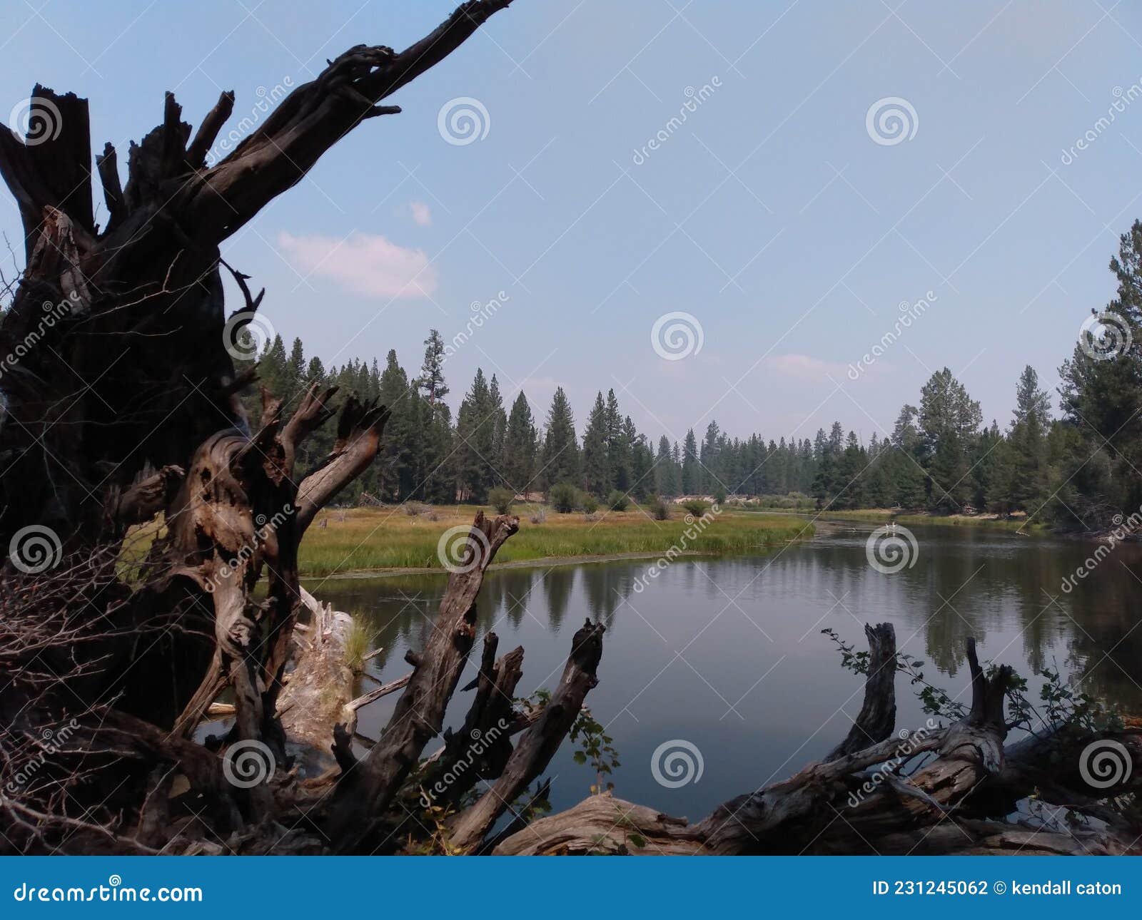 Unearthed tree in River stock photo. Image of tree, river - 231245062