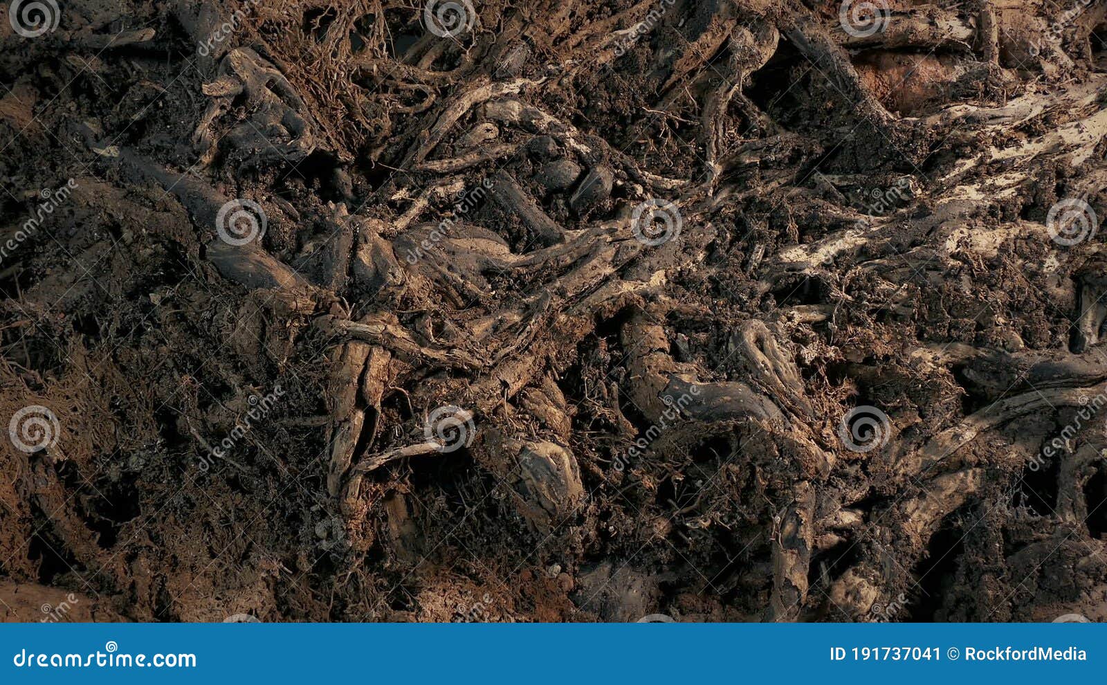 Unearthed Tree Roots Rotating Shot Stock Video - Video of garden, tree ...