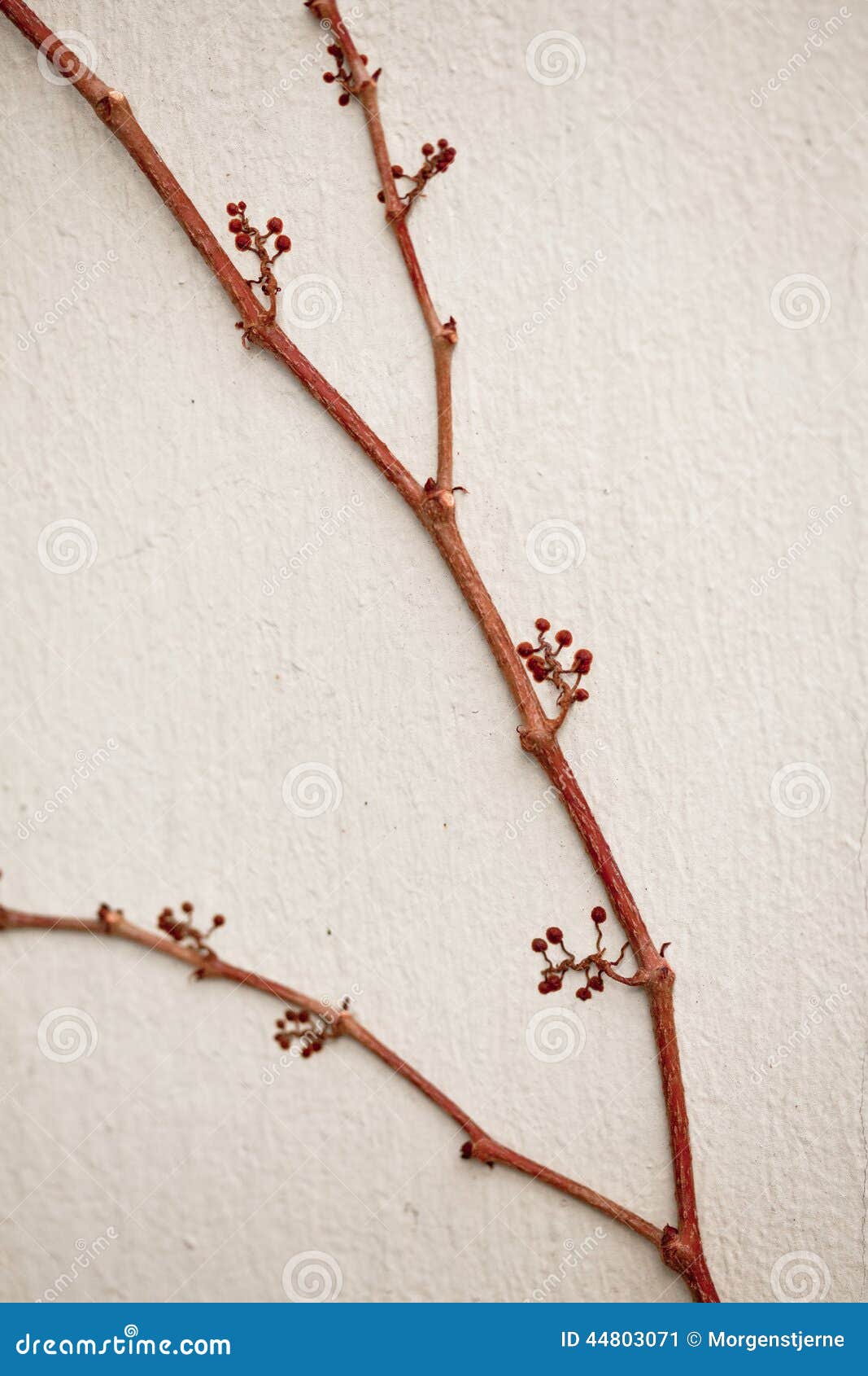 Uneatable Grape Vine Branch with Leafs on the Wall Stock Image - Image ...