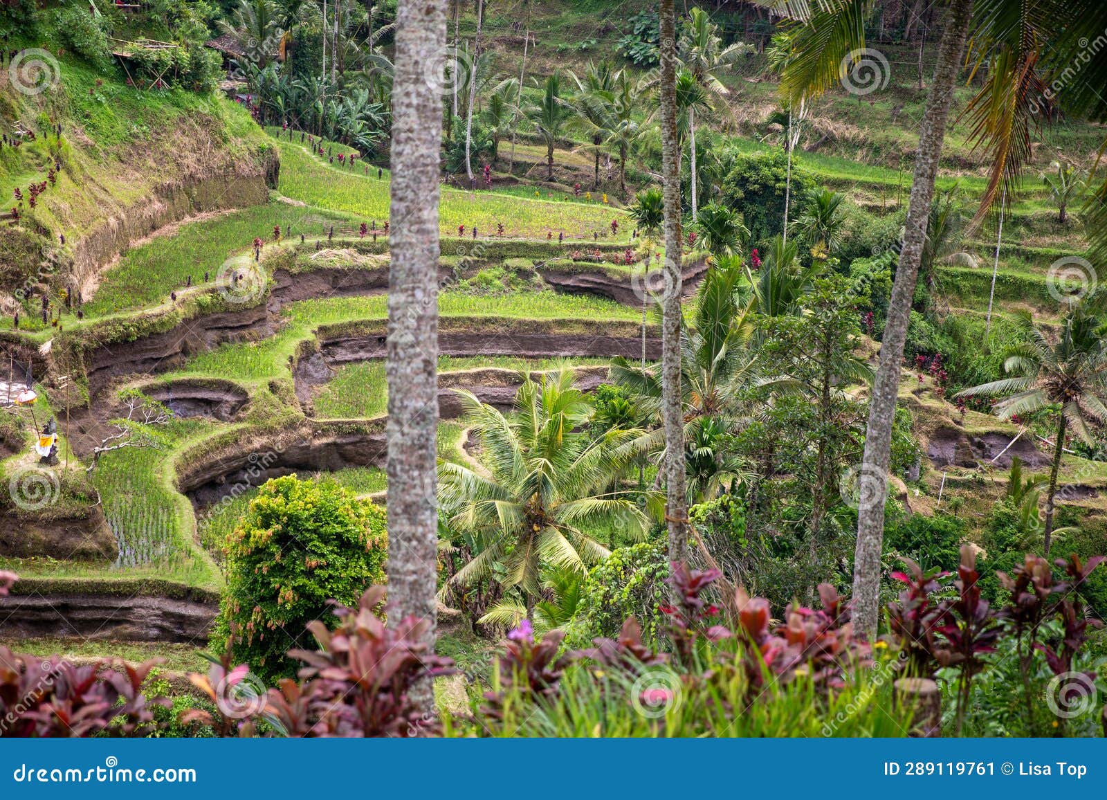UNESCO Rice Terraces in Bali Stock Image - Image of protected, world ...