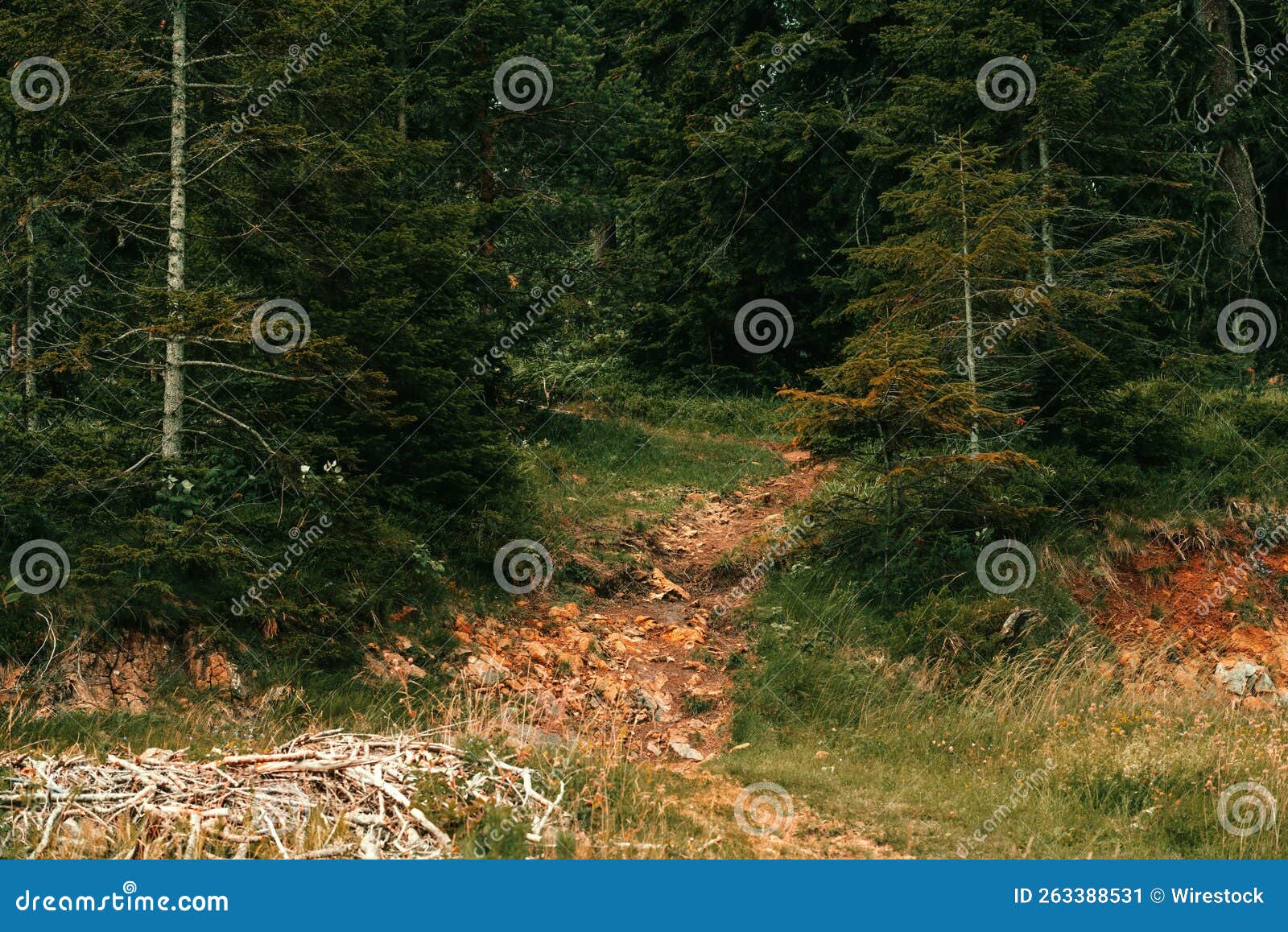 Uneven Pathway between Pine Trees in a Forest Stock Image - Image of ...