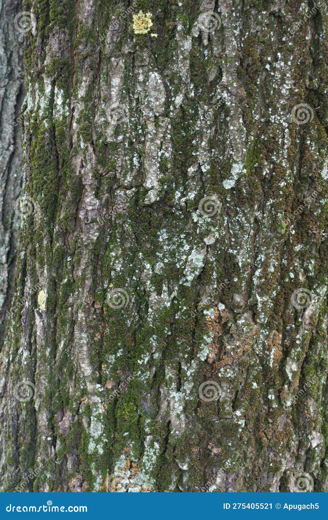 Uneven Surface of Bark of European White Elm Covered with Dry Moss and ...