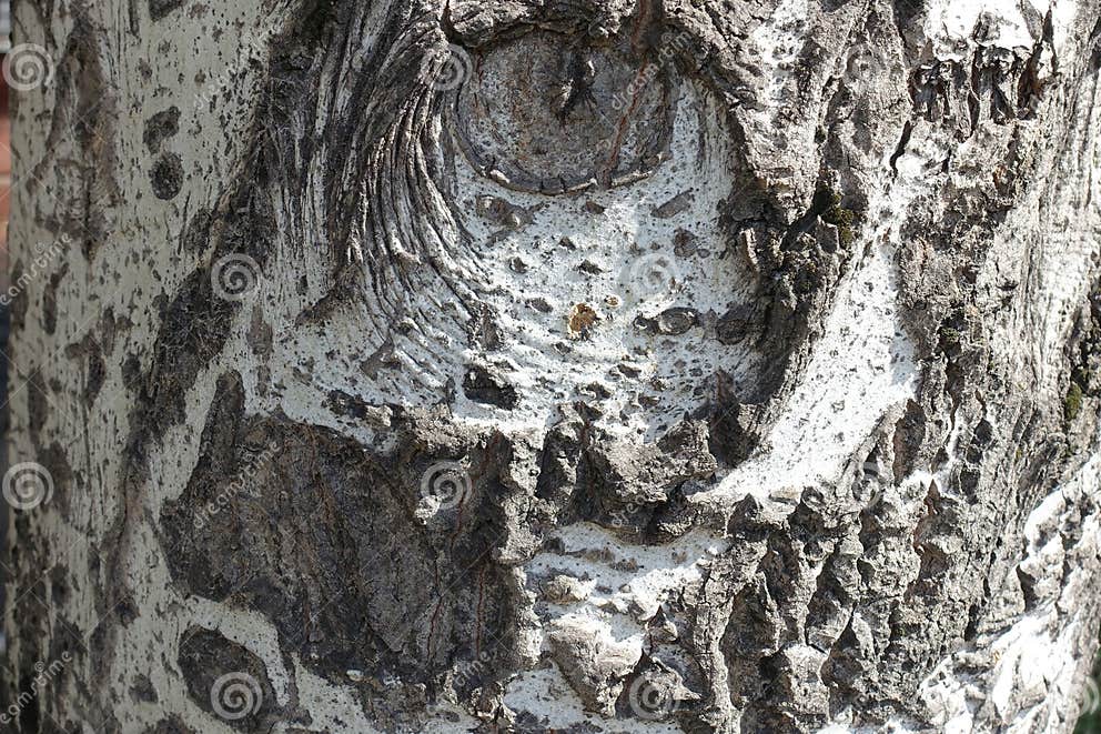 Uneven Surface of Light Grey Bark of Silver Poplar Stock Image - Image ...