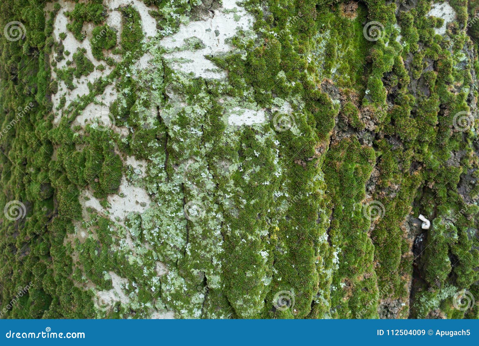 Uneven Surface of Silver Poplar Bark with Moss and Lichen Stock Image ...