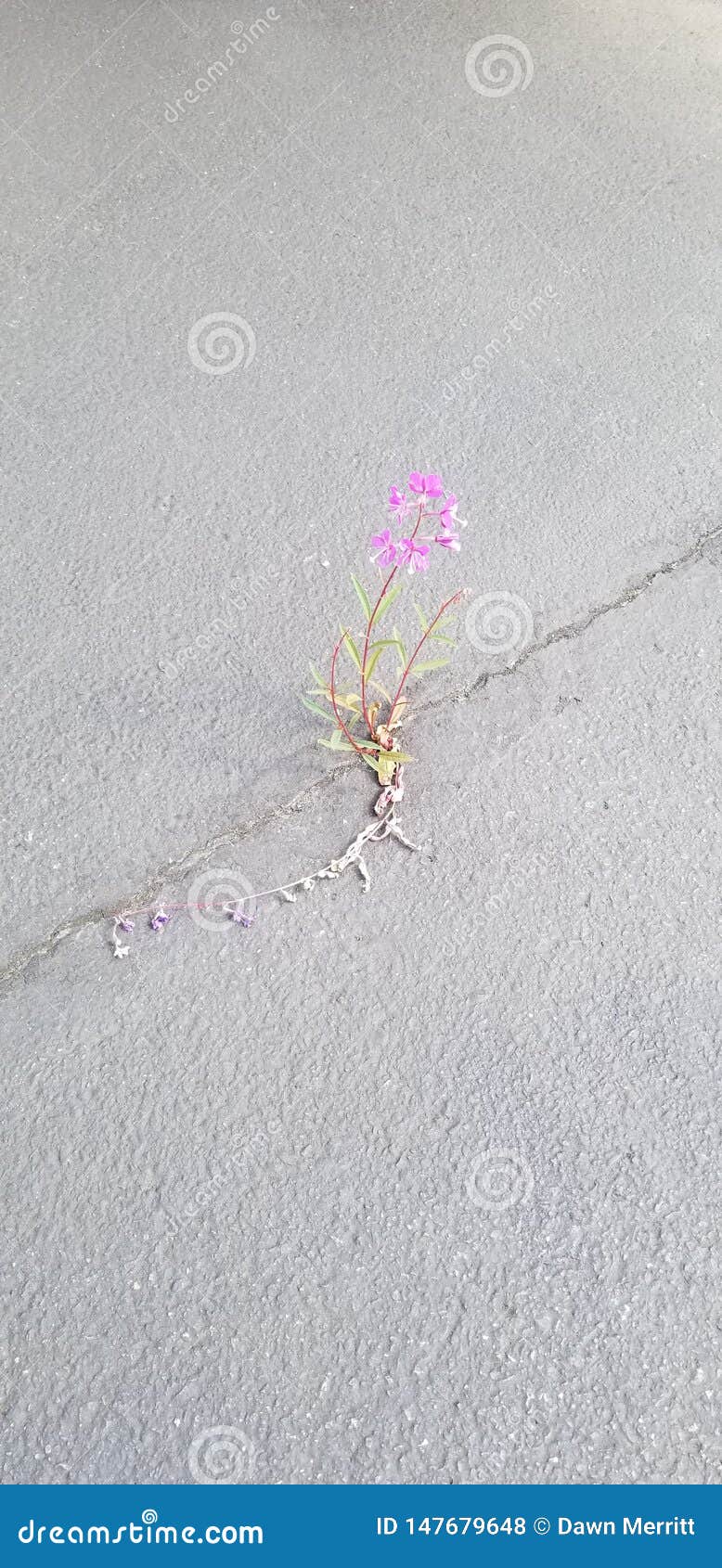 Unexpected Bloom stock photo. Image of determination - 147679648