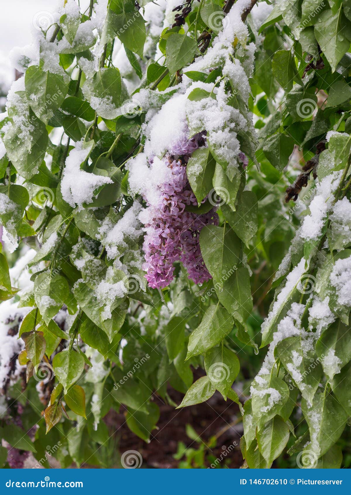 Unexpected Snow in Spring on Plants in the Garden Stock Photo - Image ...