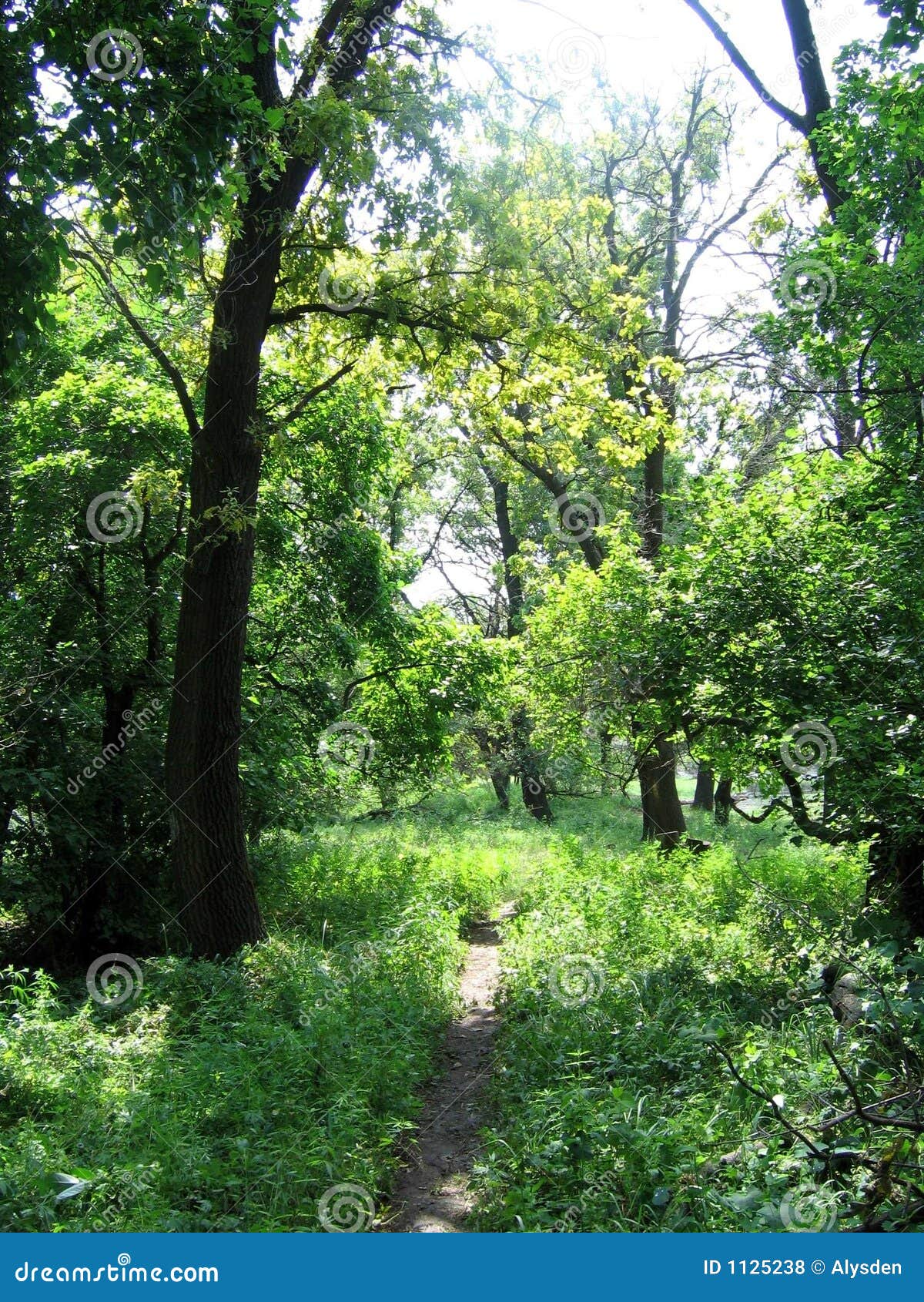 Unexplored_path Picture. Image: 1125238