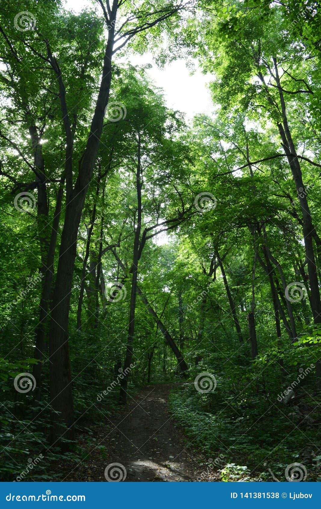 Unexplored Path in Lush Forest. Tall Deciduous Trees with Green Foliage ...