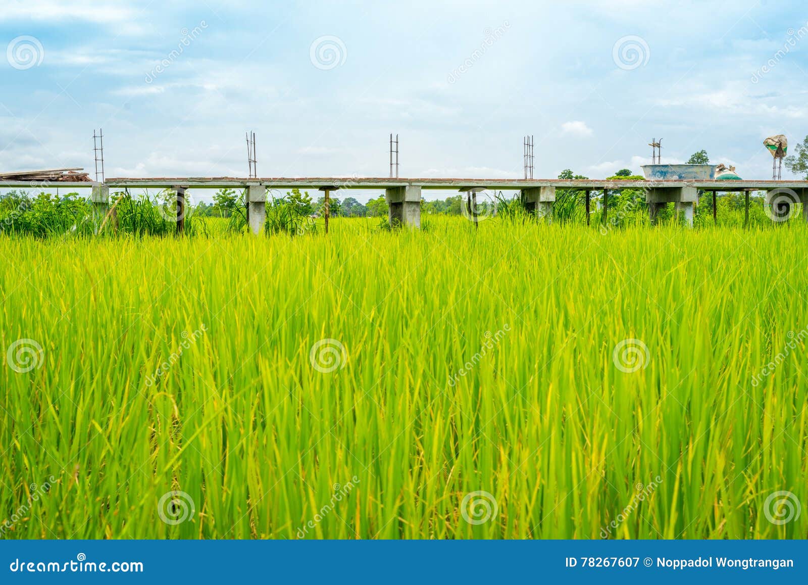 Unfinished Elevated Walkway in Green Rice Field Stock Image - Image of ...