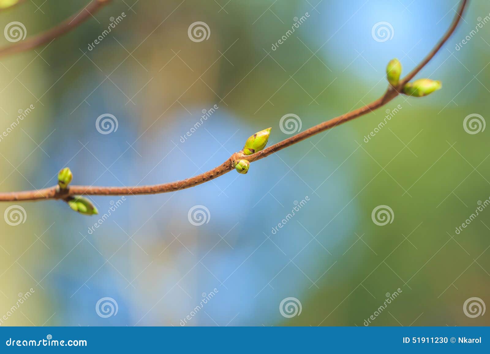 Unfolding Buds in Early Spring Season on Branch Stock Photo - Image of ...
