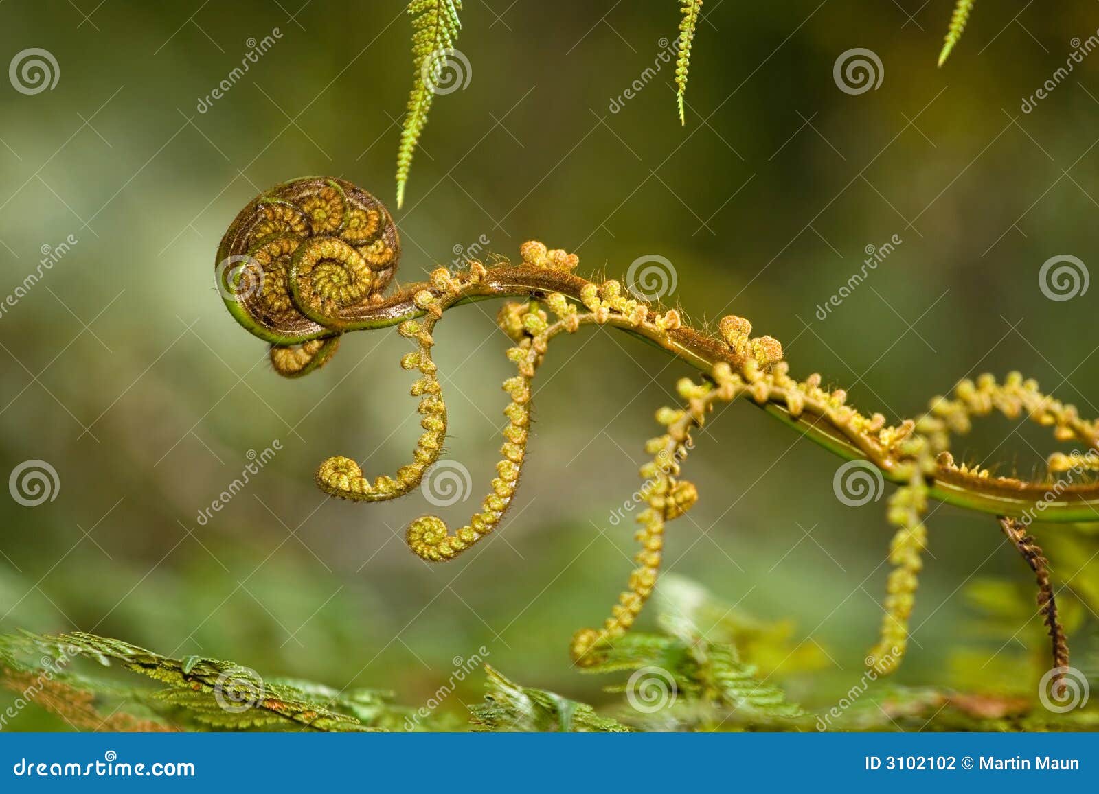 Unfolding Fern stock photo. Image of organic, photosynthesis - 3102102