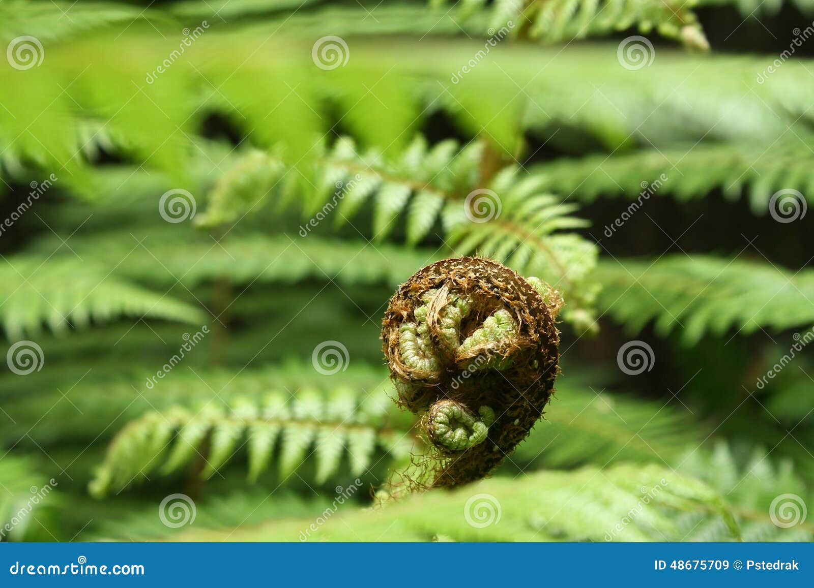 Unfolding fern frond stock image. Image of swirl, bracken - 48675709