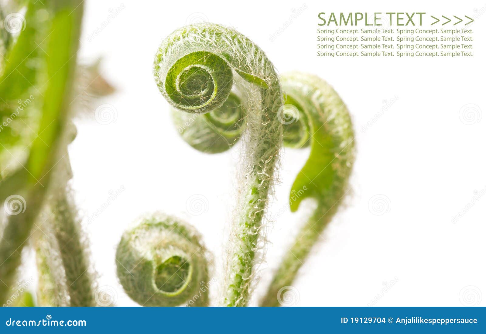 Unfolding fern fronds stock photo. Image of abstract - 19129704