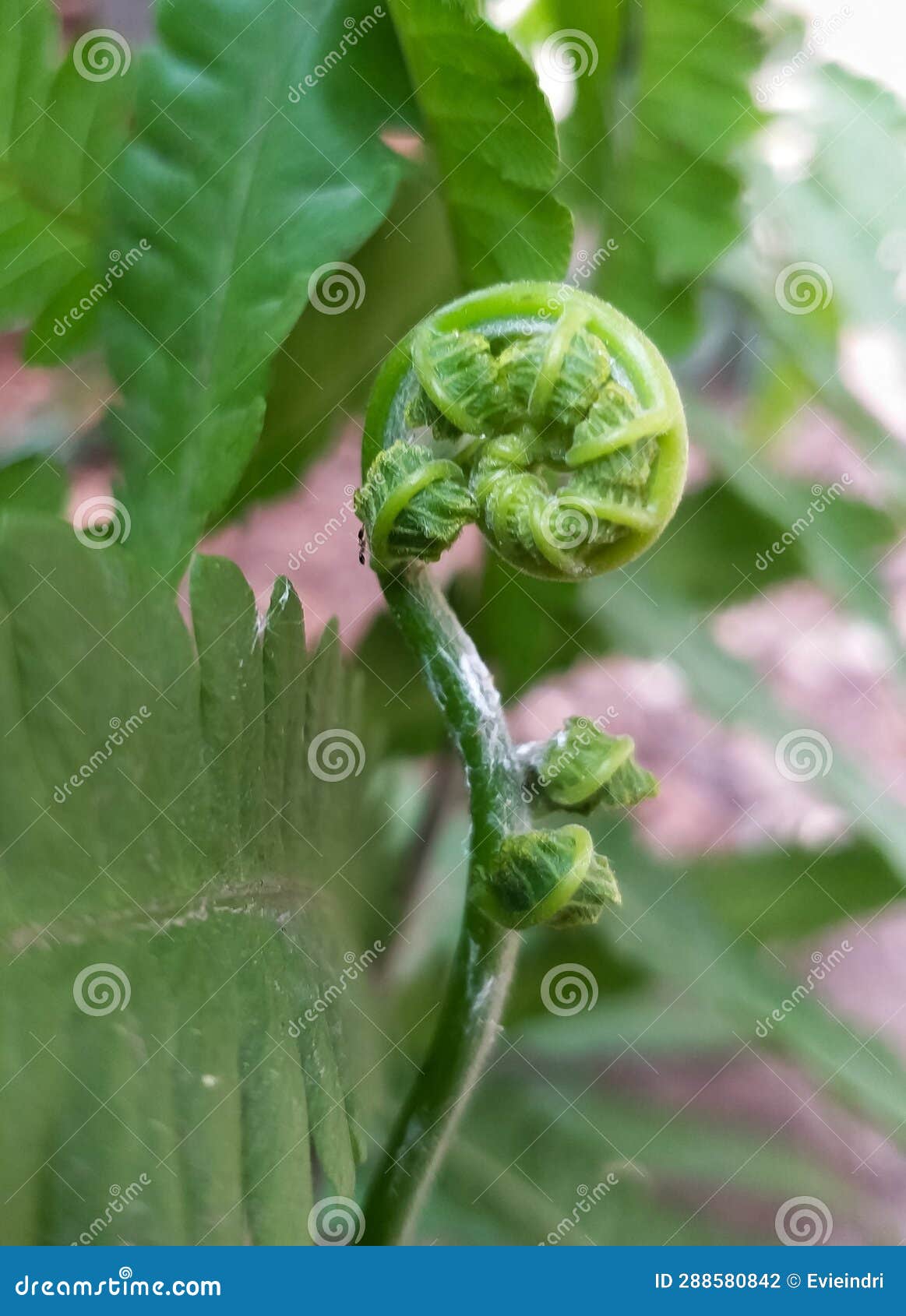 Unfolding Fern Leaf Spiral Fern Bud Stock Photo - Image of unfolding ...