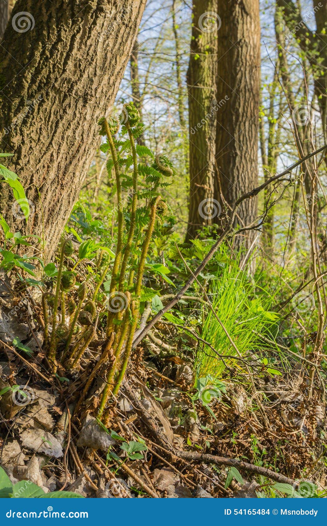 Unfolding Fern in Spring Forest Stock Photo - Image of curly, fernery ...
