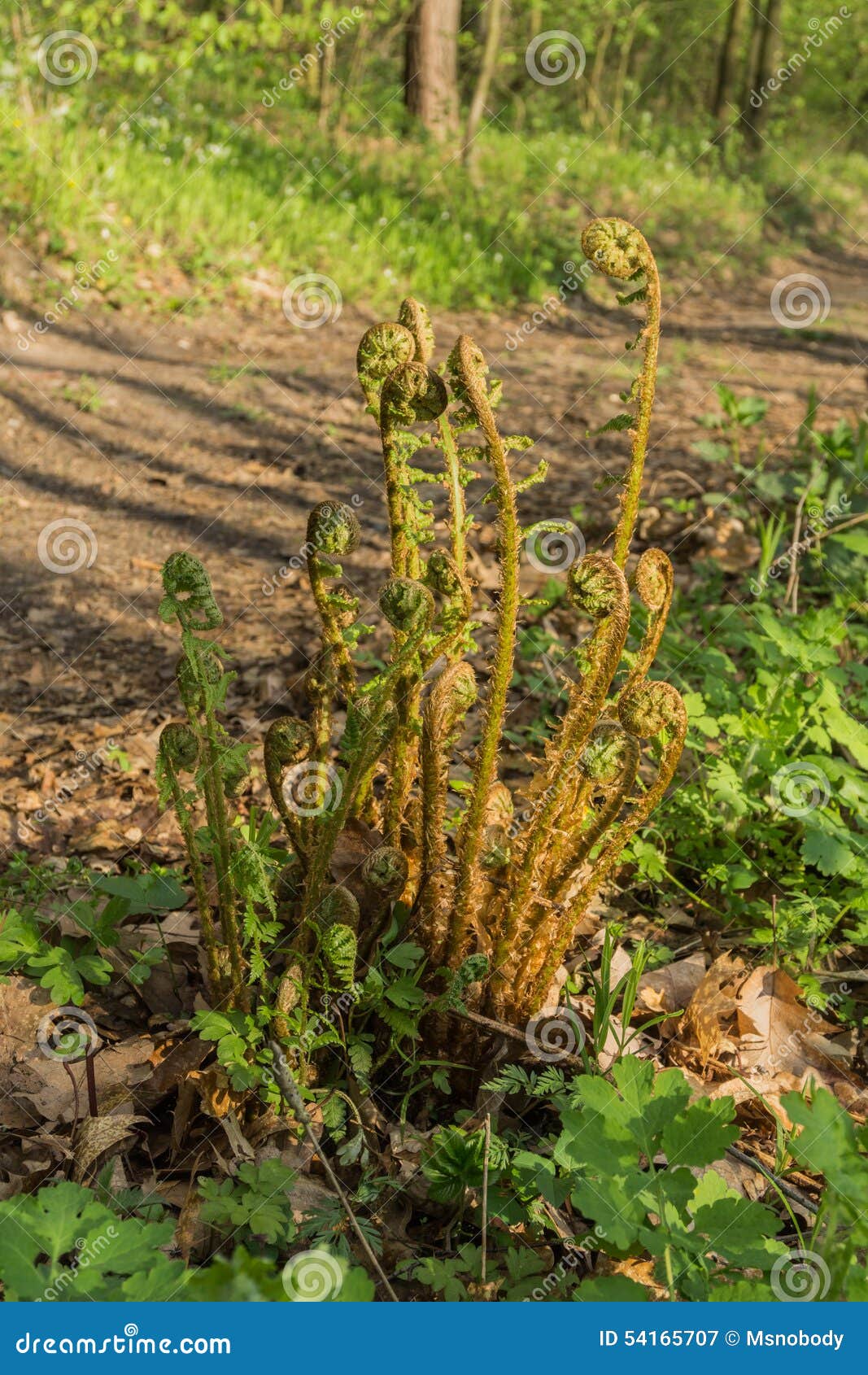 Unfolding Fern in Spring Forest Stock Image - Image of fresh, tree ...