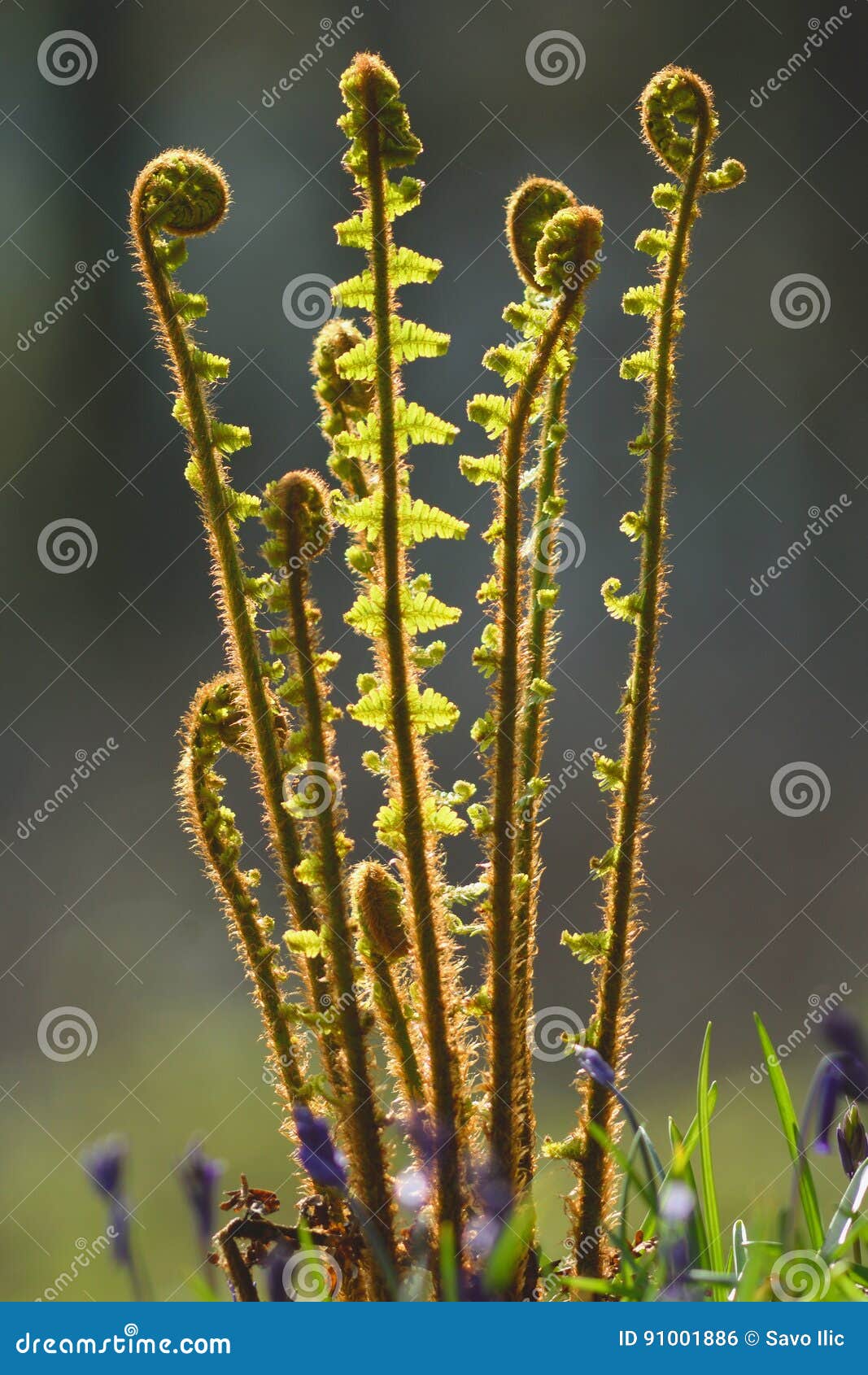 Unfolding fern stock photo. Image of unrolling, bunch - 91001886