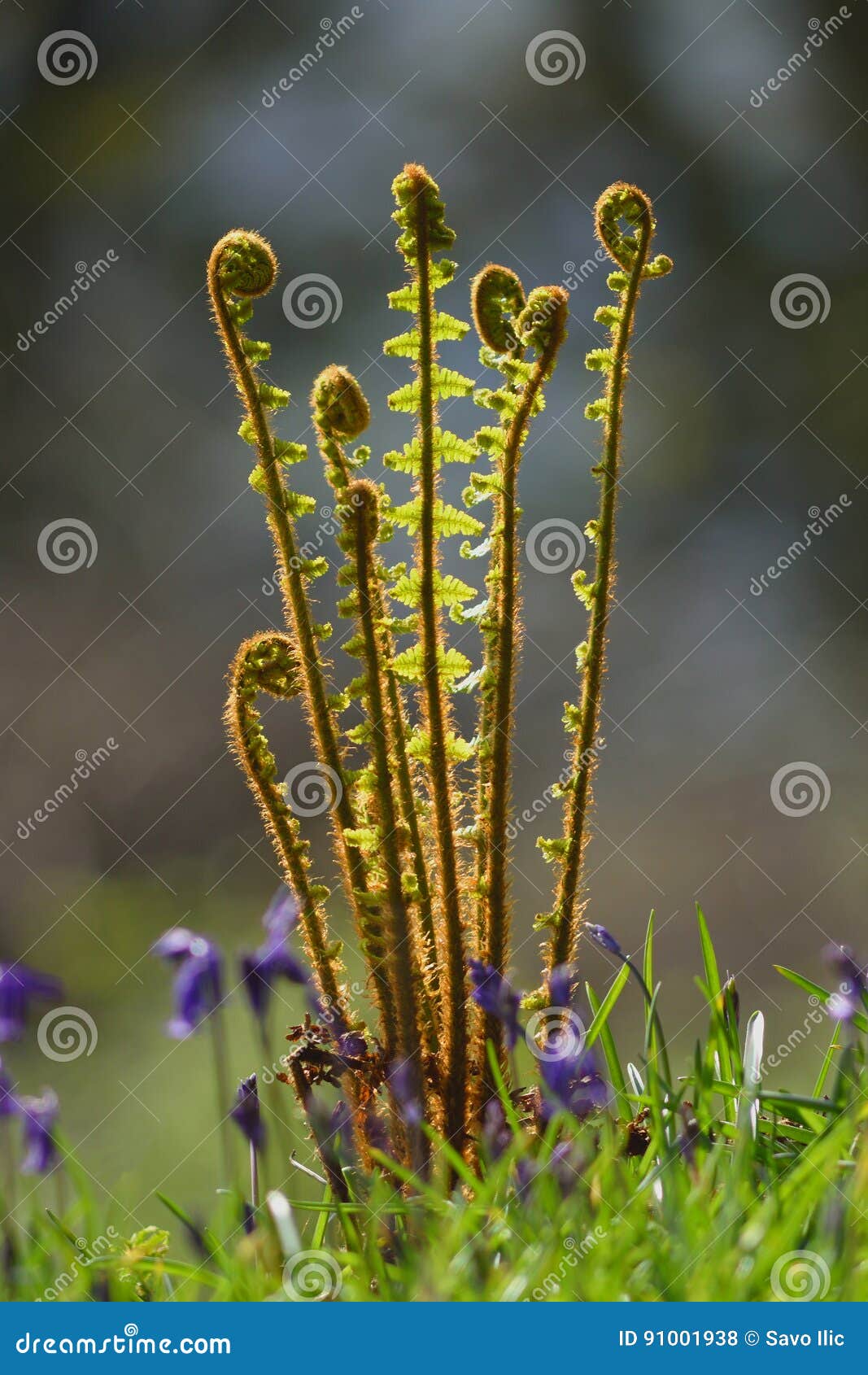 Unfolding fern stock photo. Image of fern, backlit, flora - 91001938