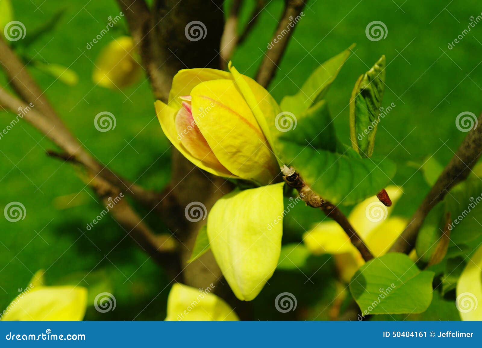Unfolding stock image. Image of spring, limb, life, botanical - 50404161