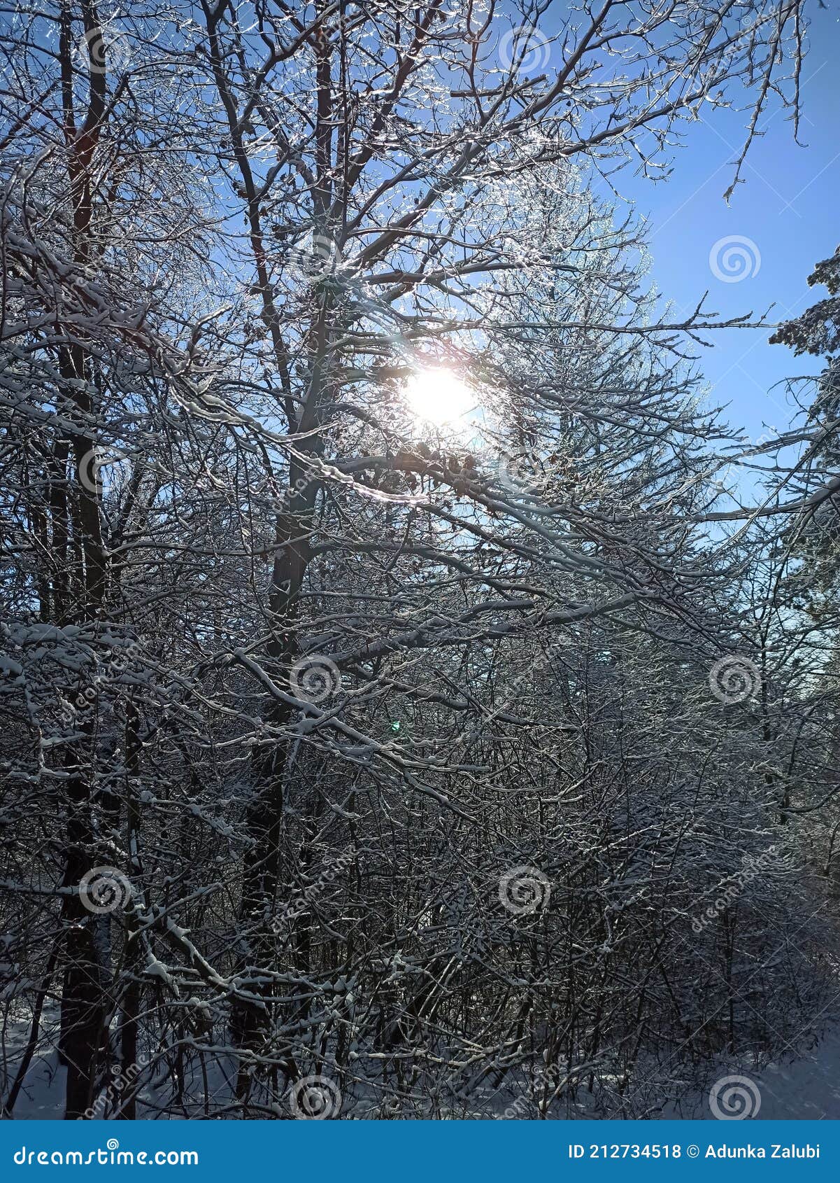 The magic of winter stock photo. Image of freezing, magical - 212734518