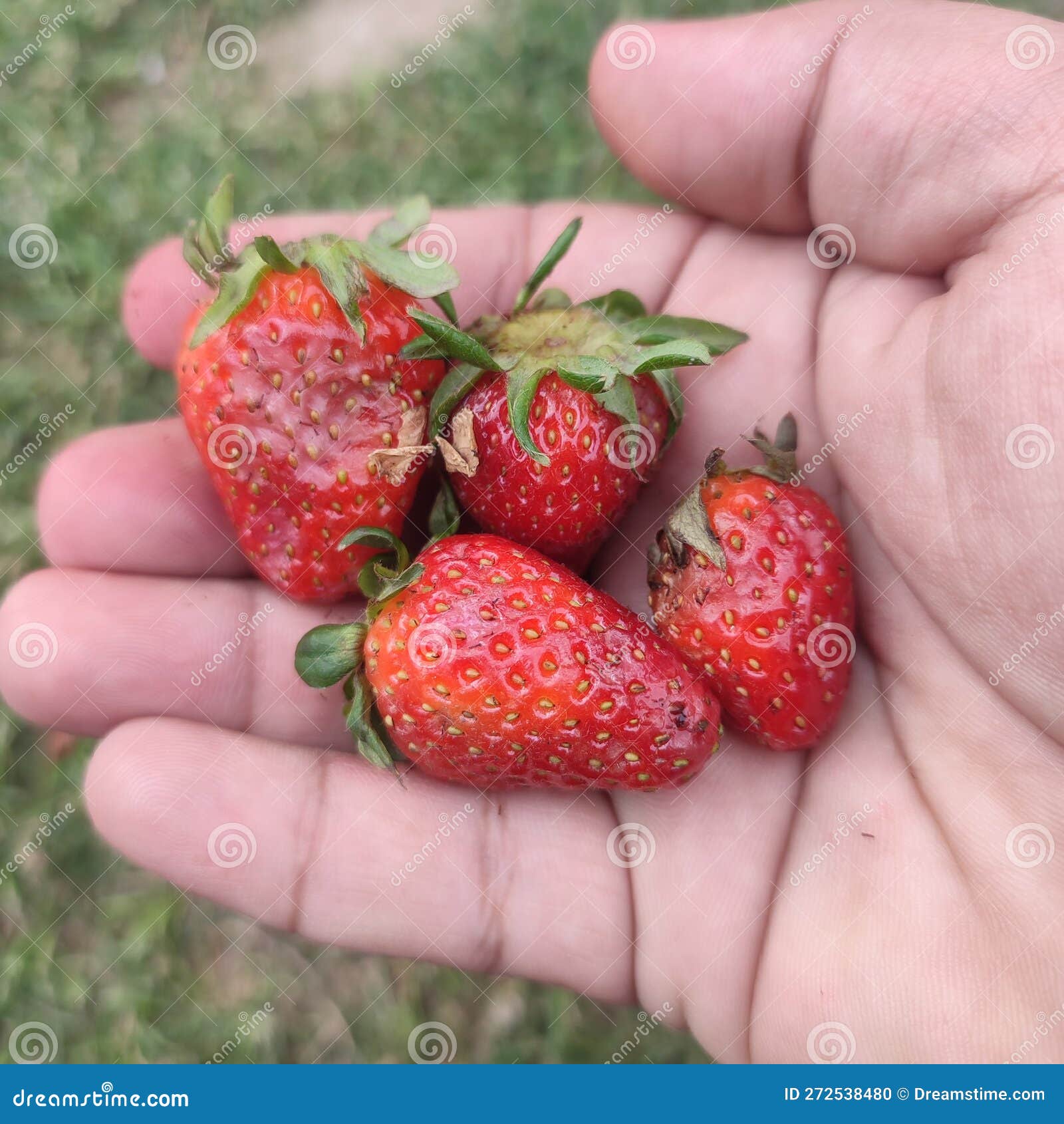 Unfresh Strawberries Stock Photos - Free & Royalty-Free Stock Photos ...