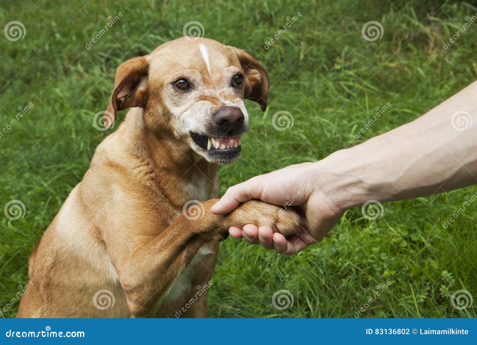 Unfriendly Hand and Paw Shake. Stock Photo - Image of hostility, green ...