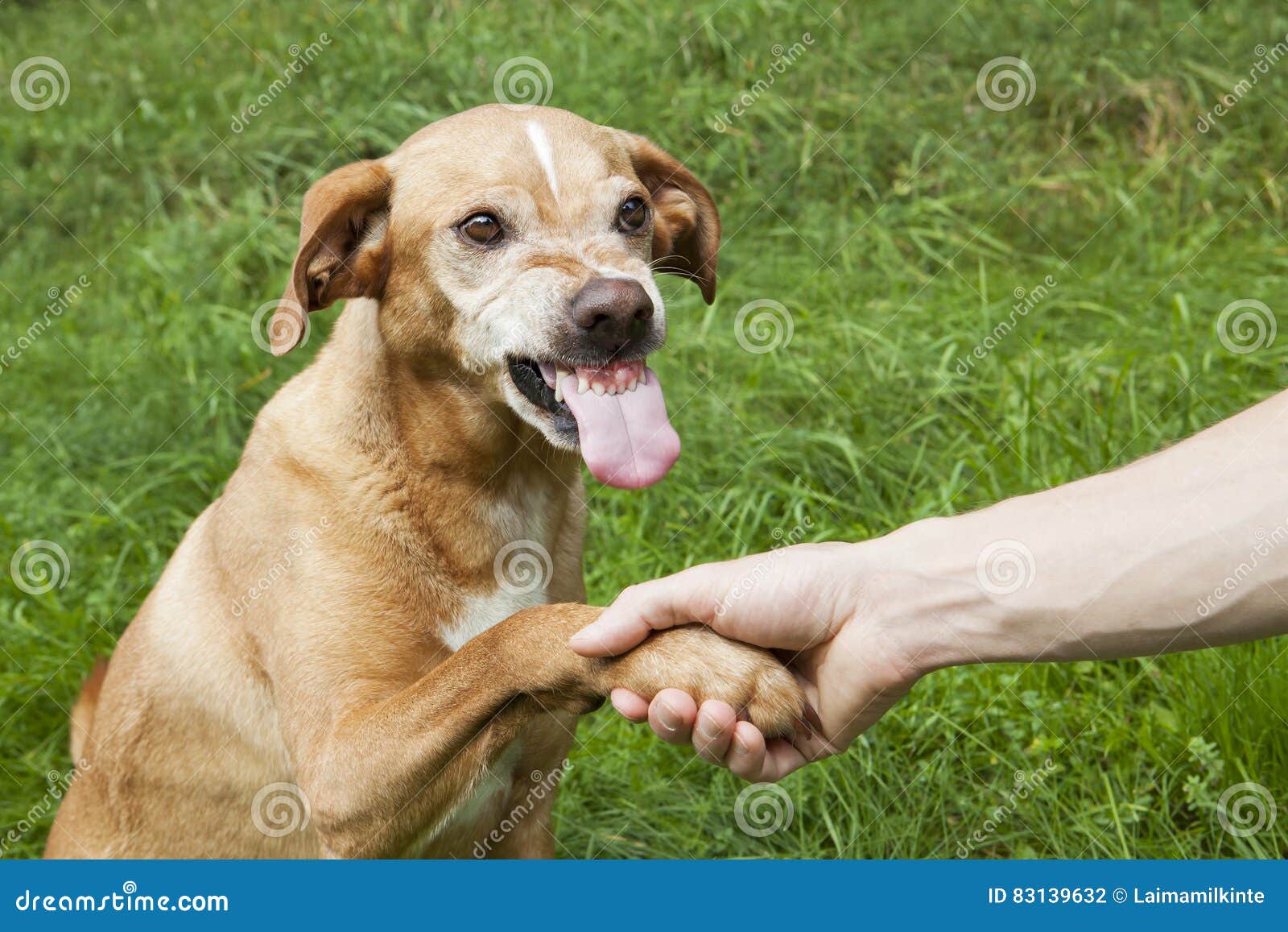 Unfriendly Hand and Paw Shake. Stock Photo - Image of animal, human ...