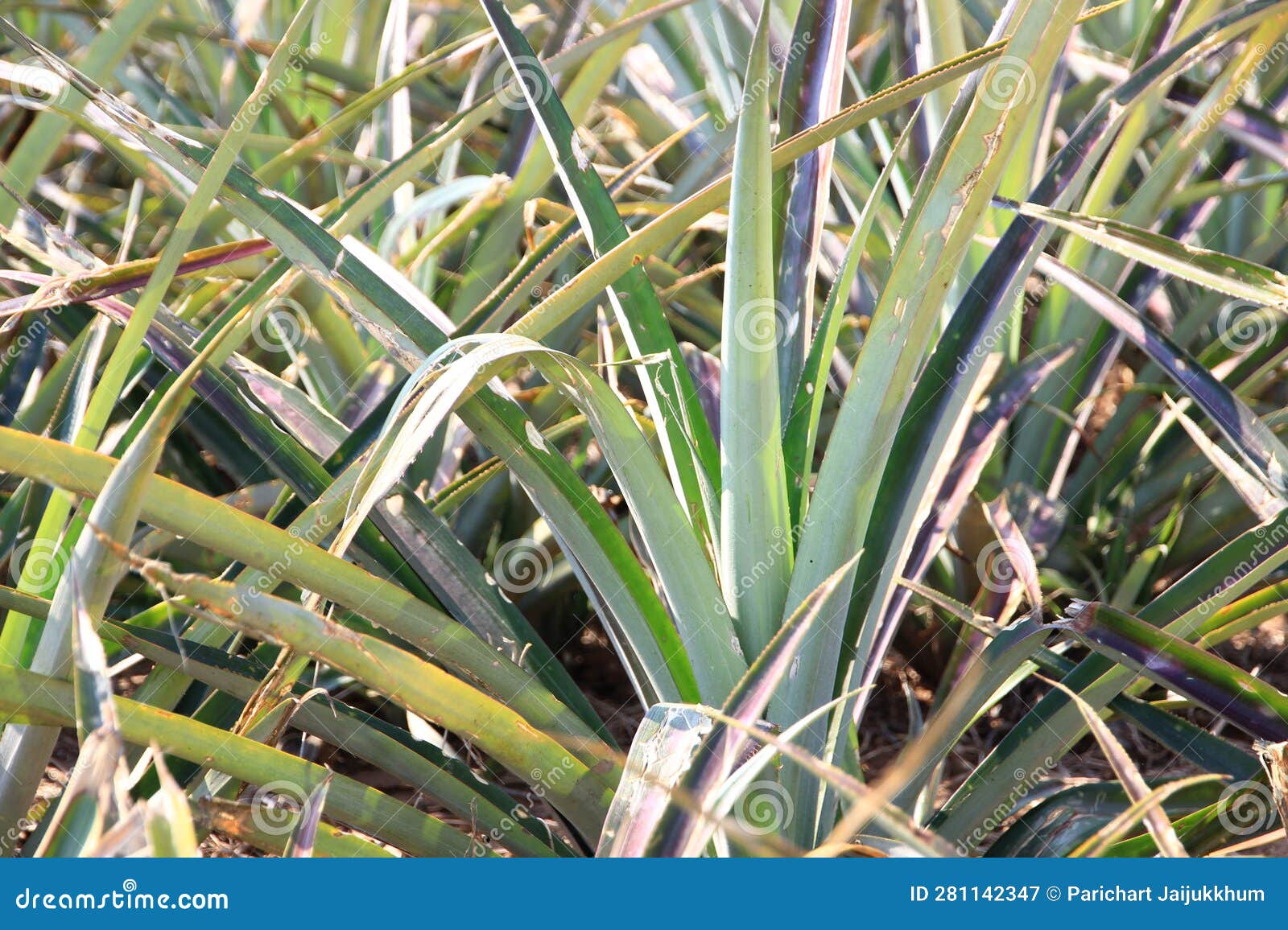 Unfruitful Pineapple Tree in a Fruit Orchard Stock Image - Image of ...