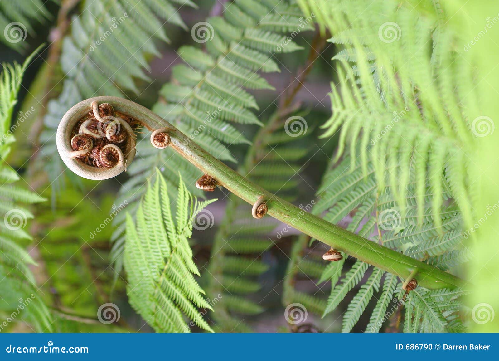 Unfurling Fern Frond stock photo. Image of fern, environmental - 686790