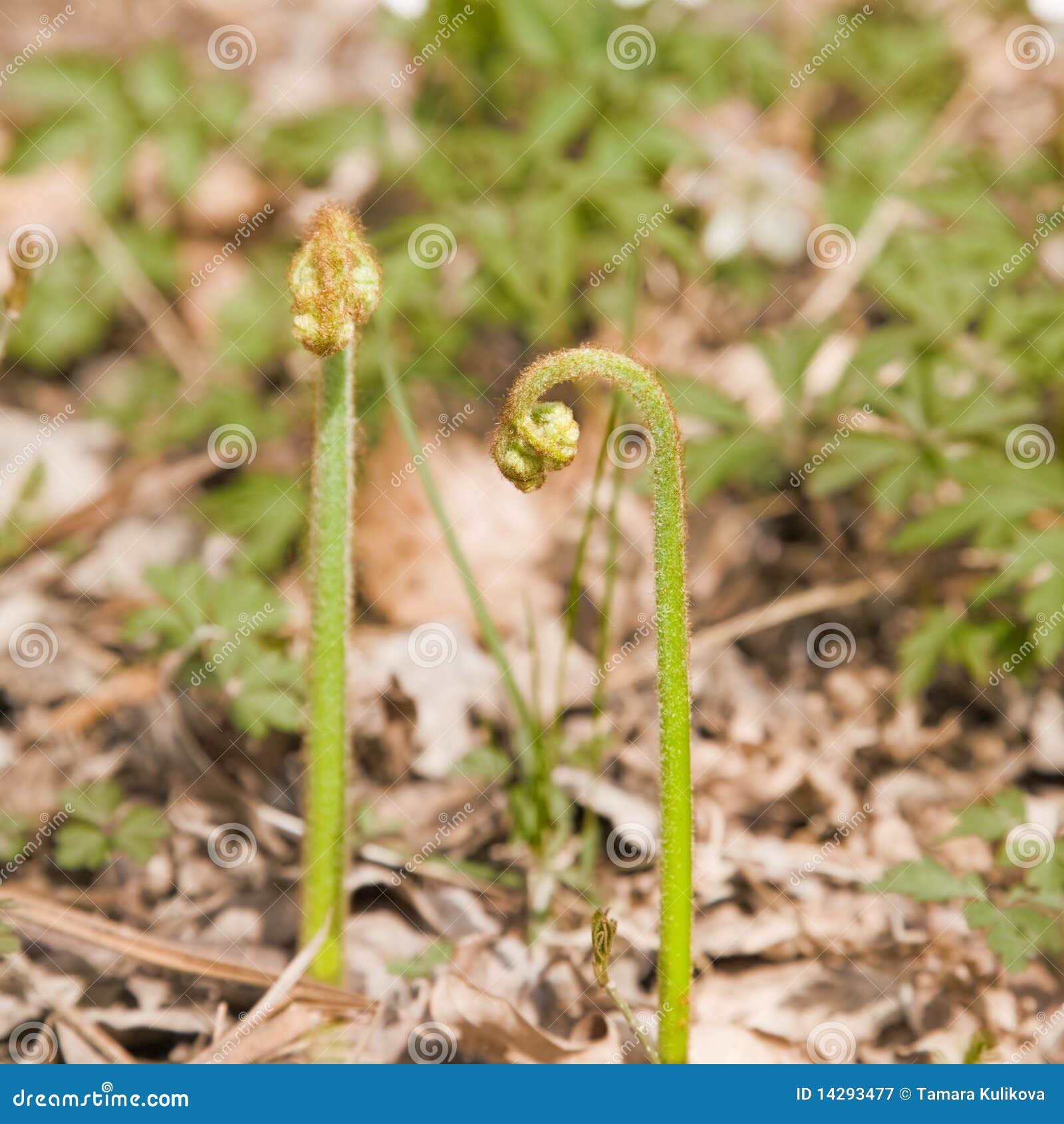 Unfurling fern shoots stock image. Image of seasonal - 14293477