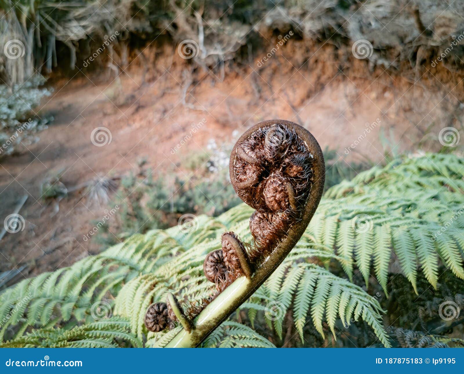 Unfurling Silver Fern Frond Koru Stock Image - Image of nature, summer ...