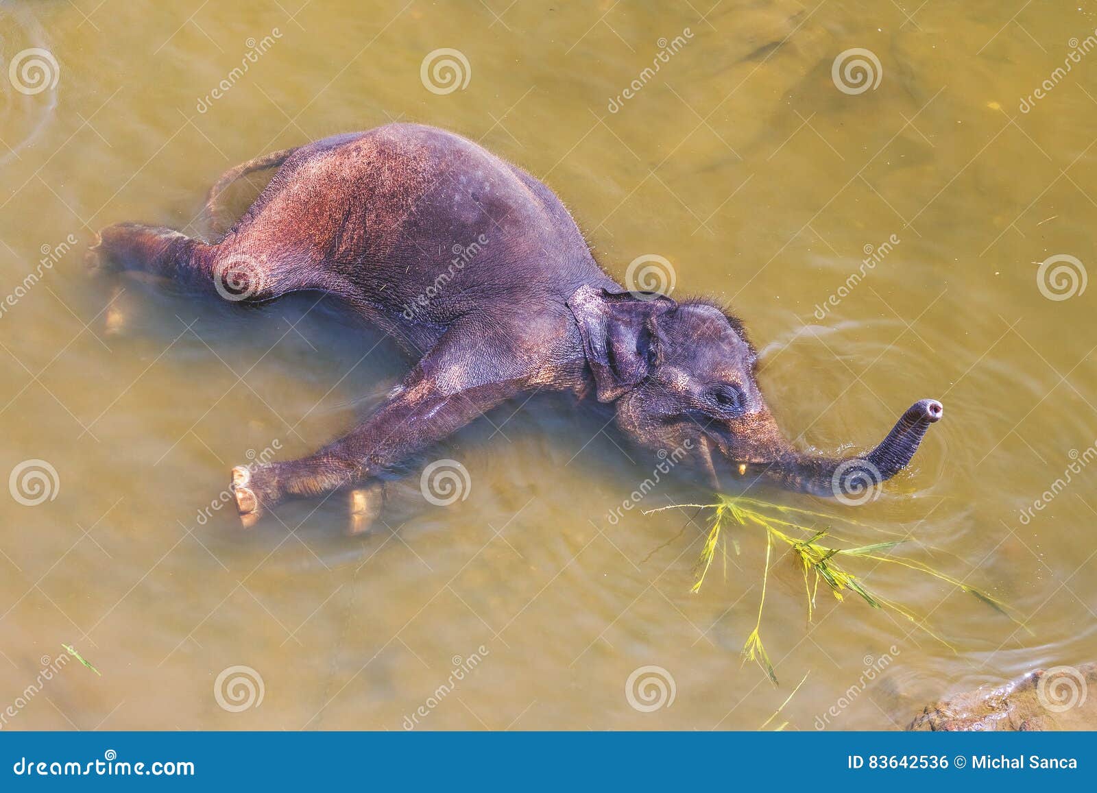 Ung Elefant Som Ligger I Vatten, Sri Lanka Arkivfoto - Bild av friskhet ...