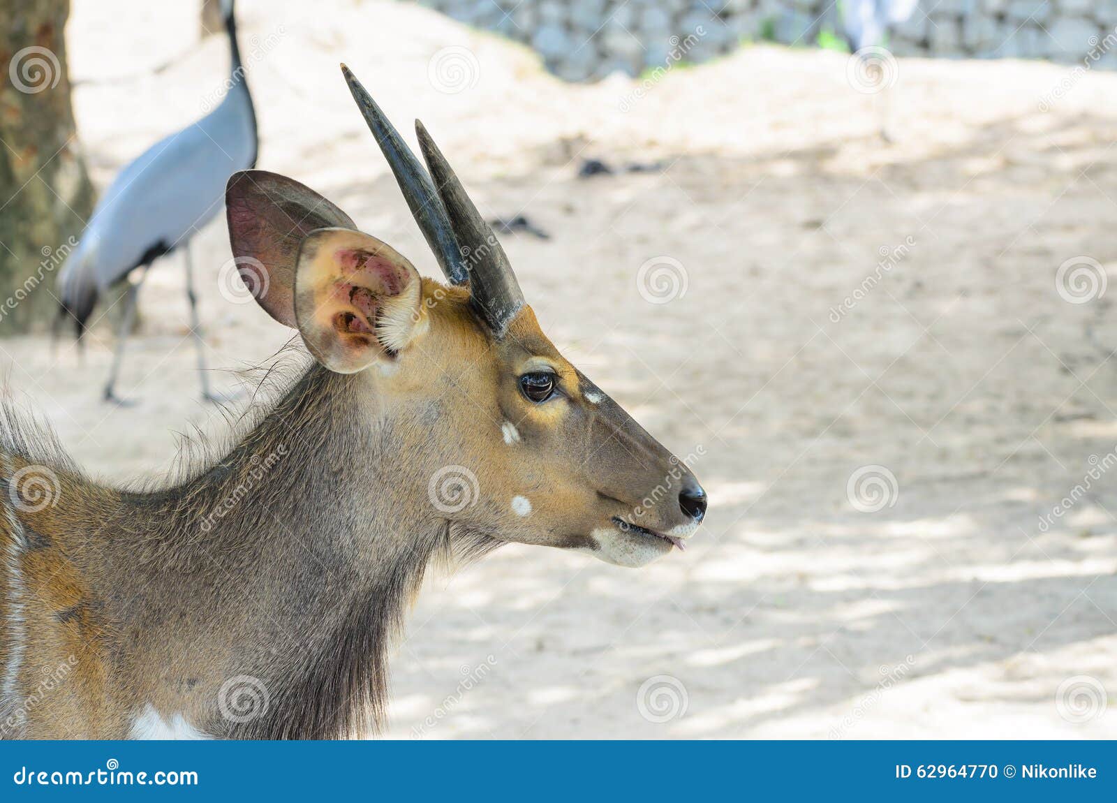 Ung gasell i profil arkivfoto. Bild av gasell, anhydrous - 62964770