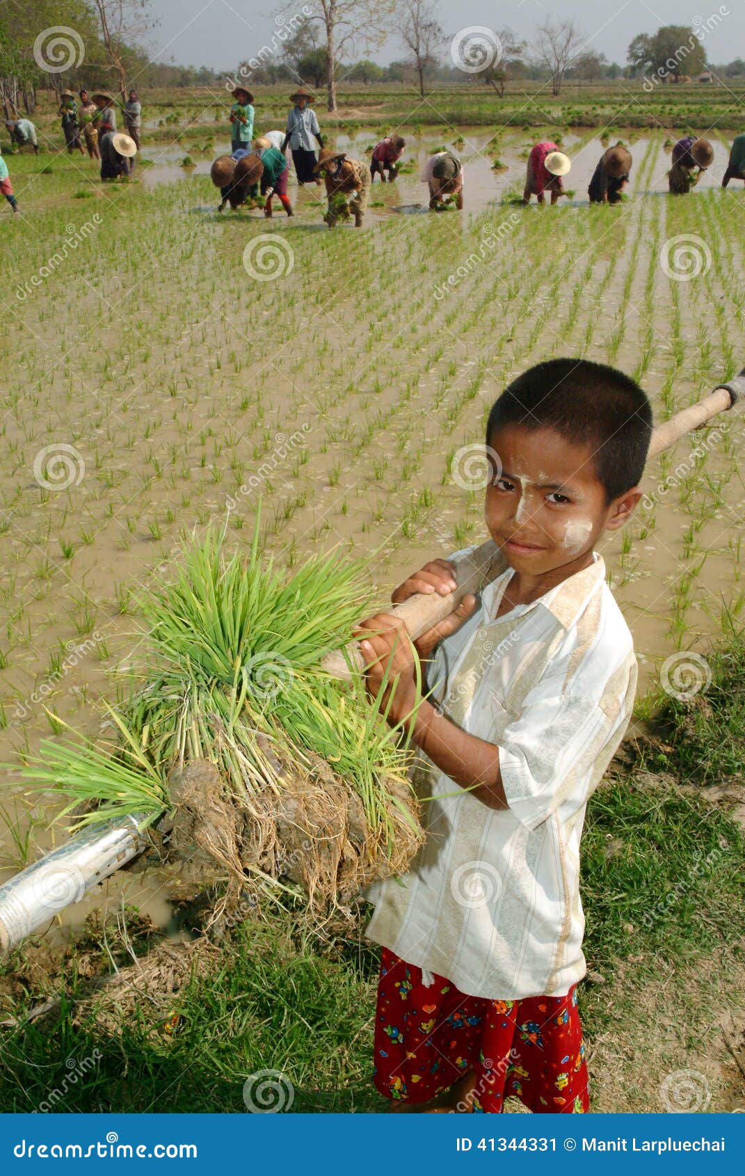 Ung Myanmar Bonde Som Arbetar I Ricefield Redaktionell Bild - Bild av ...