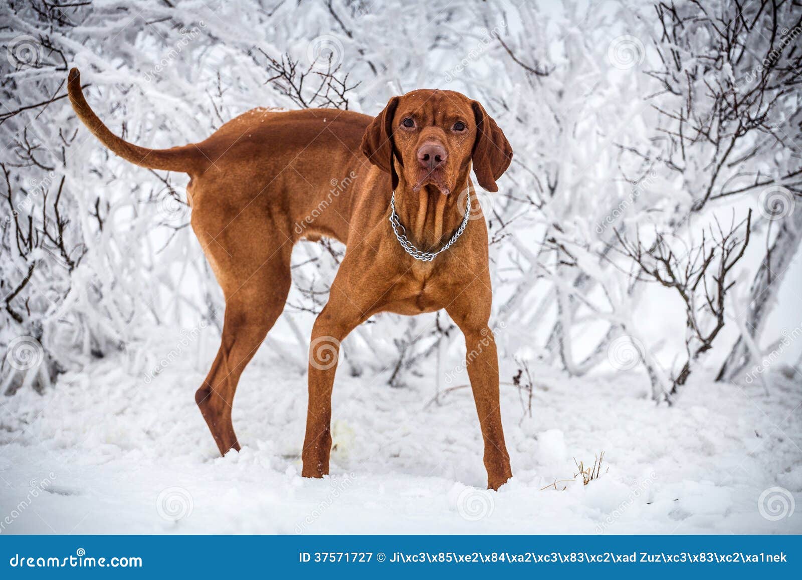 Ungarischer Jagdhund stockbild. Bild von hunde, welpe - 37571727
