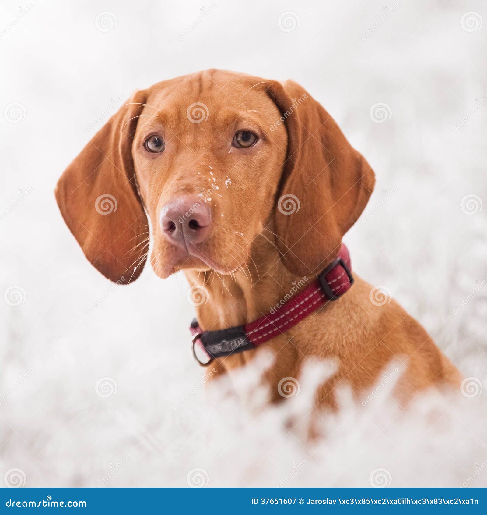 Ungarischer Jagdhund stockbild. Bild von haustier, schauen - 37651607