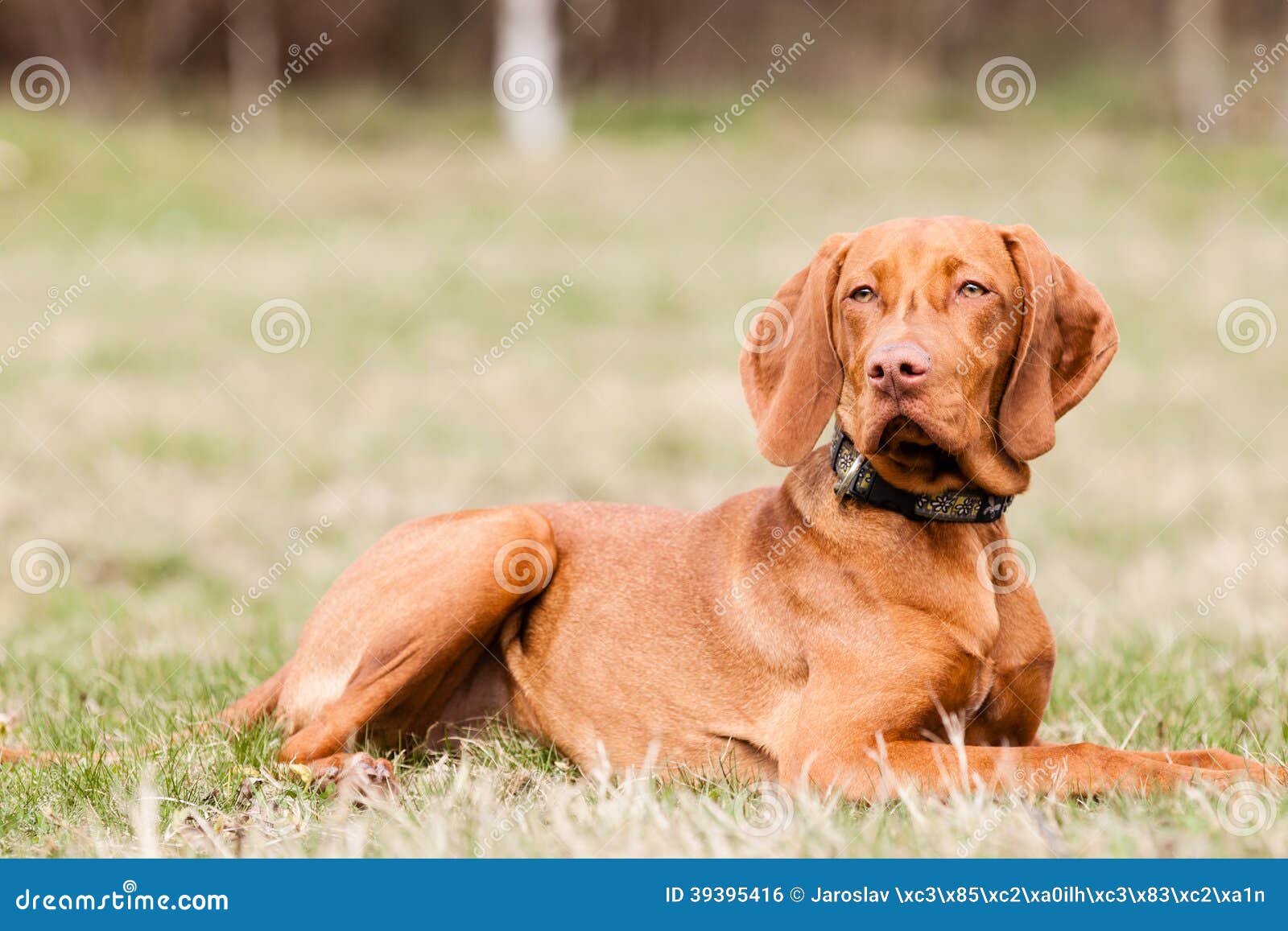 Ungarischer Jagdhund stockfoto. Bild von braun, reizend - 39395416