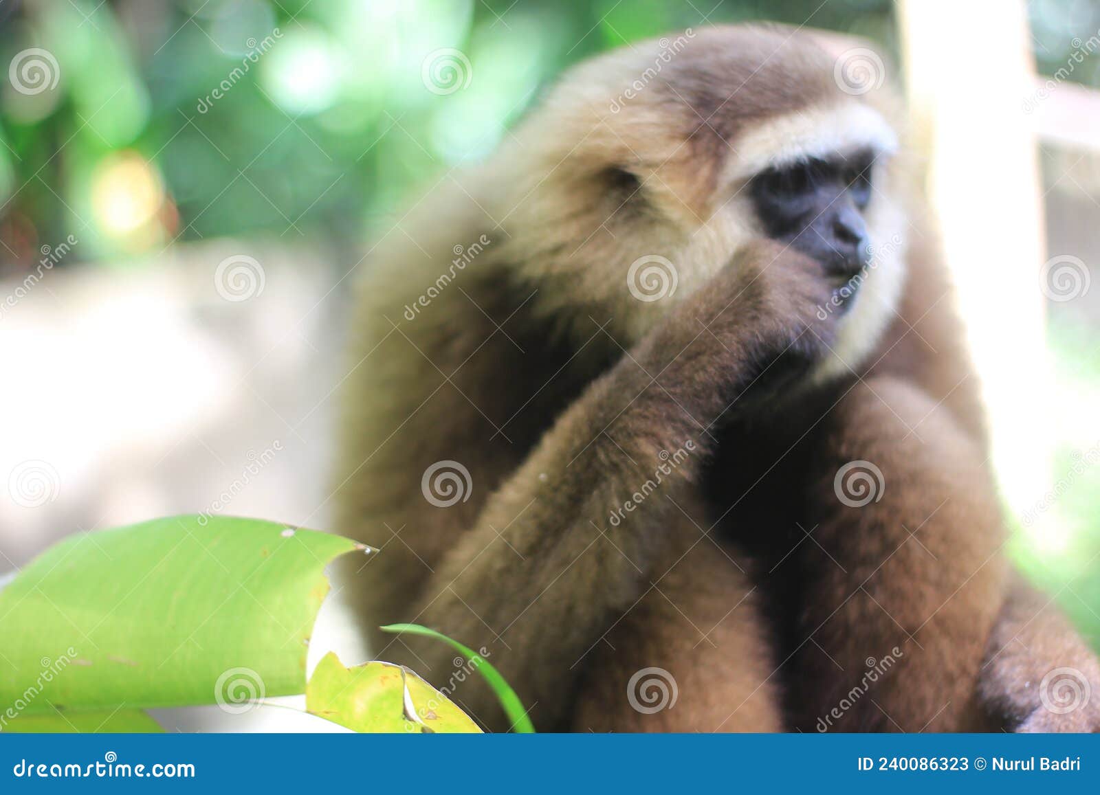 Ungka Monkey Sitting on a Tree at the Zoo in Lombok, Indonesia Stock ...