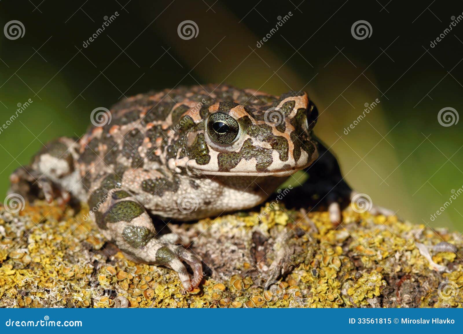Ungly toad stock image. Image of amphibian, bufo, graceless - 33561815