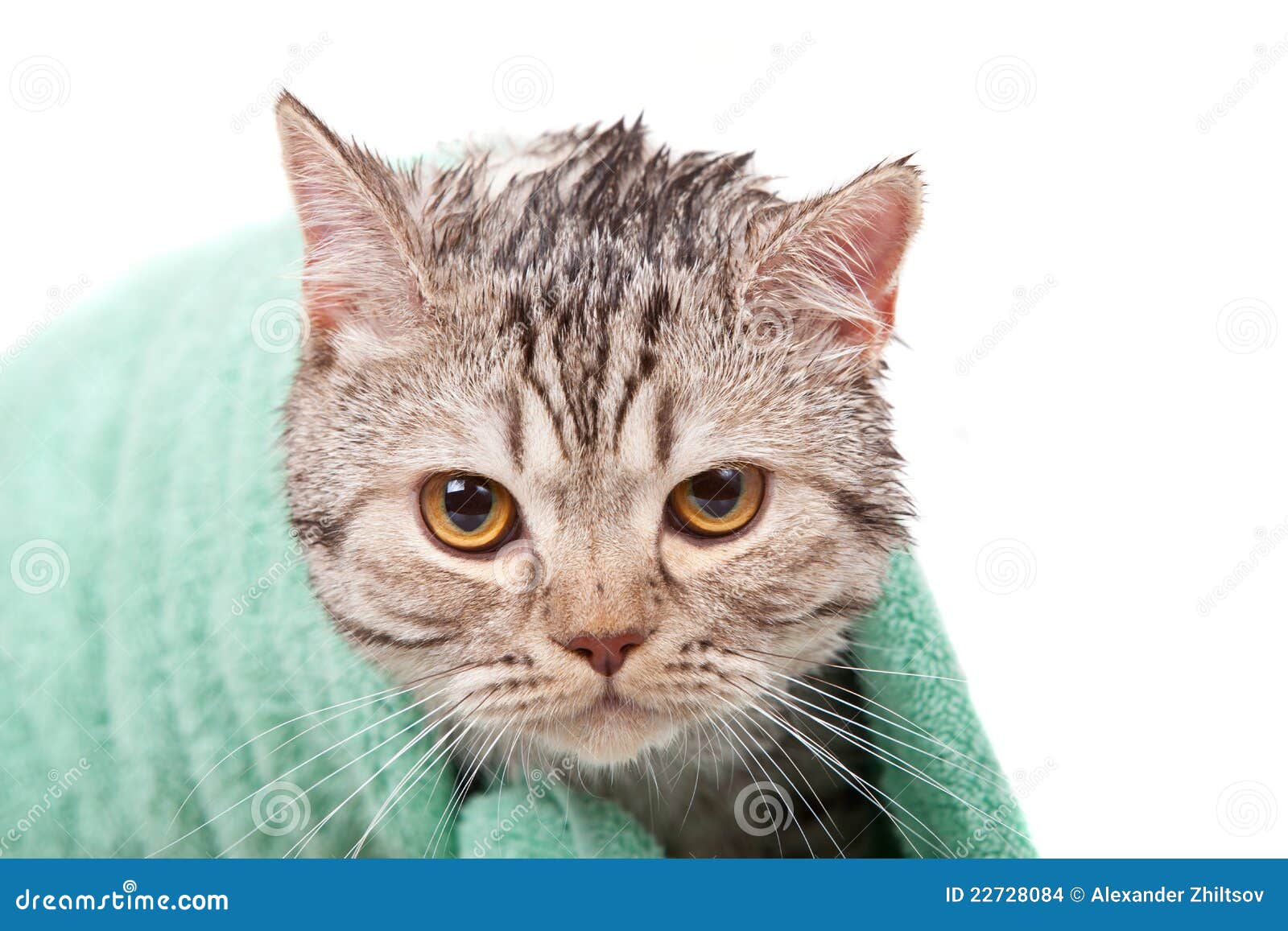 Unhappy cat stock photo. Image of funny, feline, trouble - 22728084